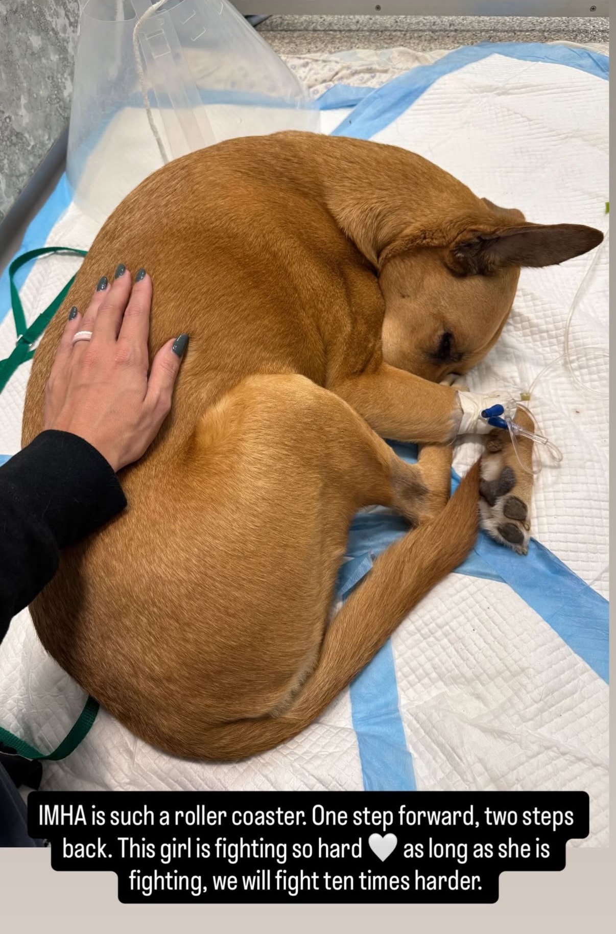 Fundraiser for Maria Christakos by Bridget Machalick : Help Perdy Fight Immune-Mediated ...