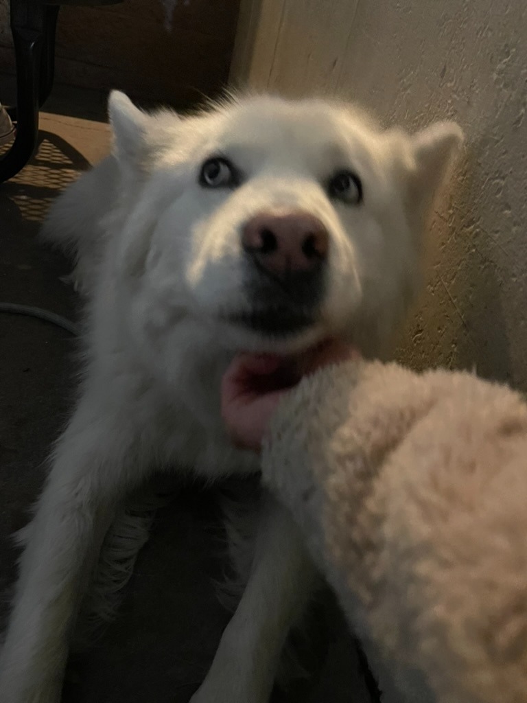 Fundraiser for Yunjee Cho by Sarah McMahon : Support Charlie's ACL Surgery