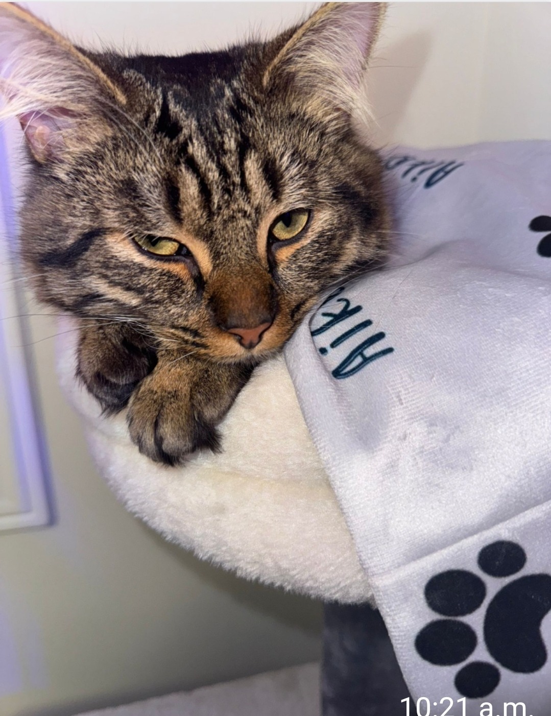 Fundraiser by Deja Rhoden : Please help our Cat Aiko well again Acute ...