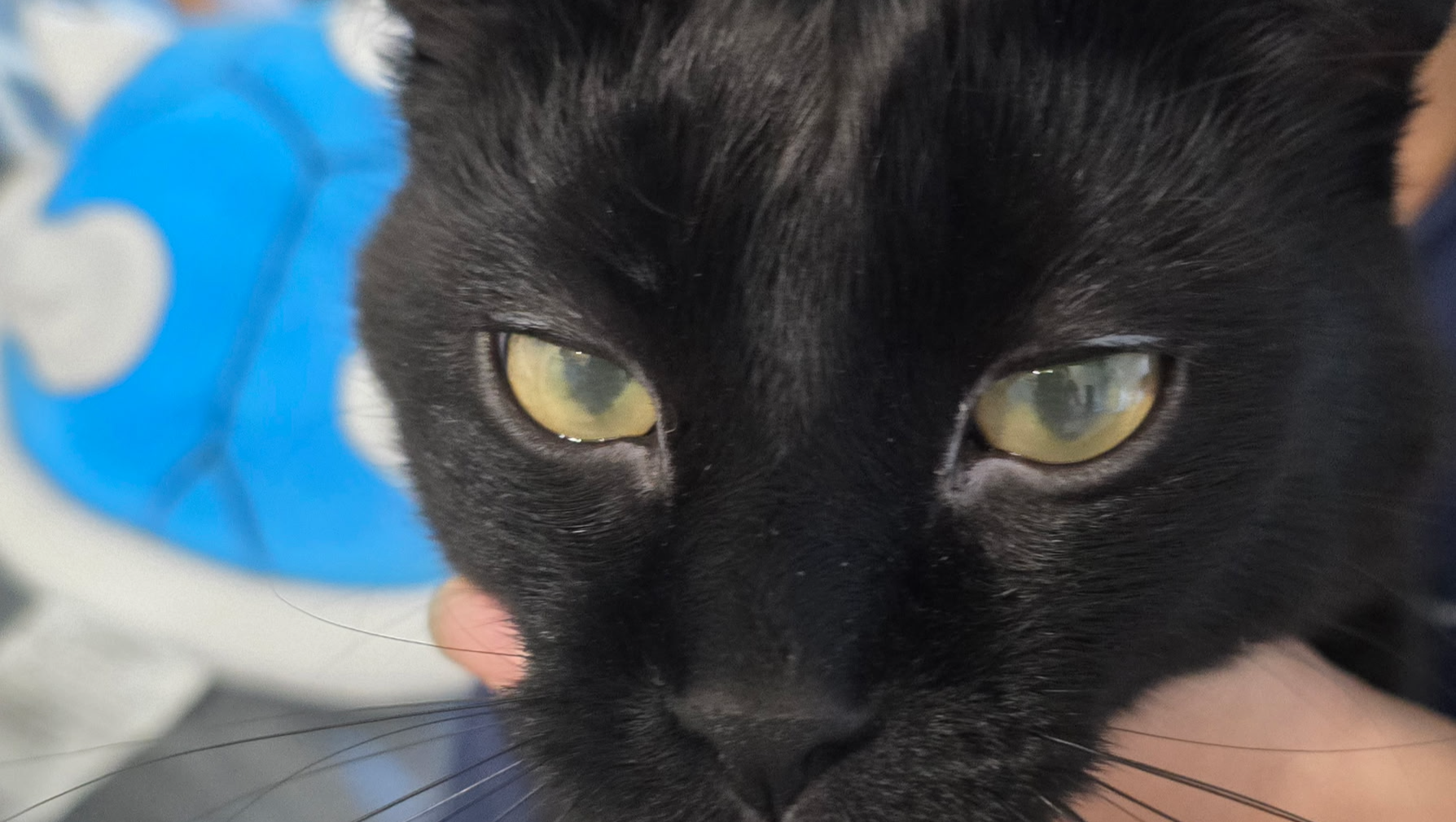 Fundraiser by Kenneth Brown : Help Kenneth's Cat Fight FIP