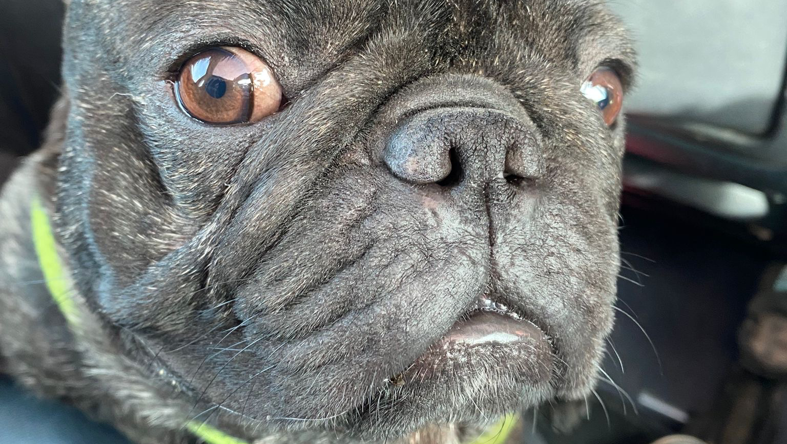 Fundraiser by Giada Lazzaro : SALVIAMO BART: urgente operazione