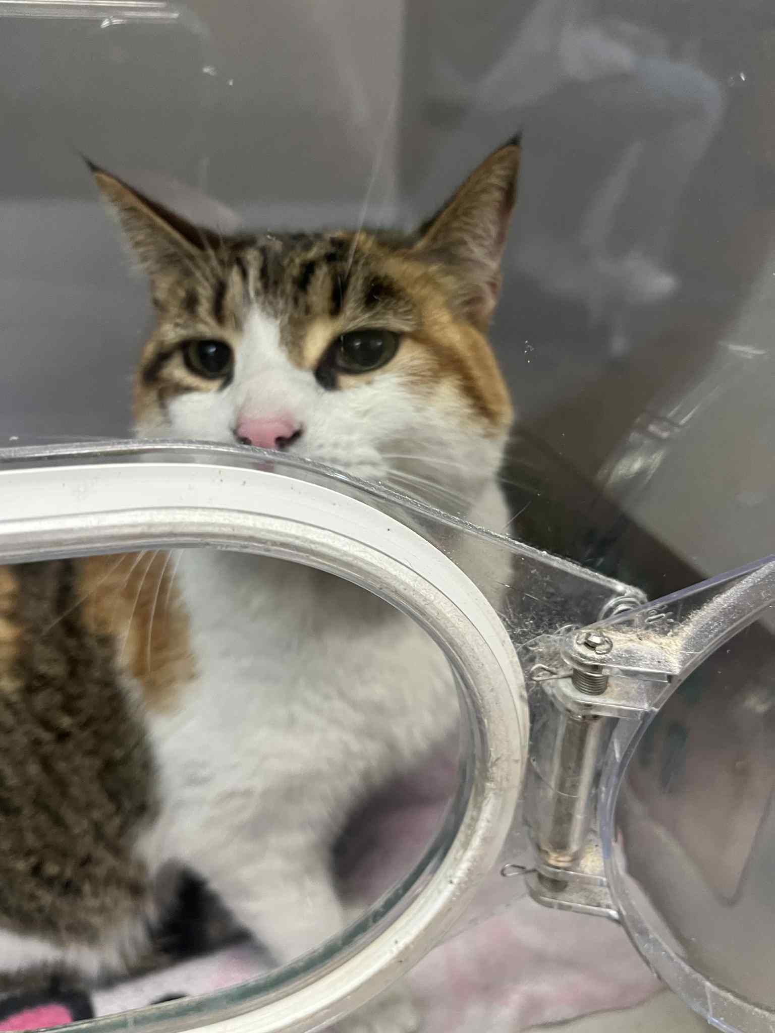 Fundraiser by amanda colo : Support Caleb, Lily, and Missy After Fire