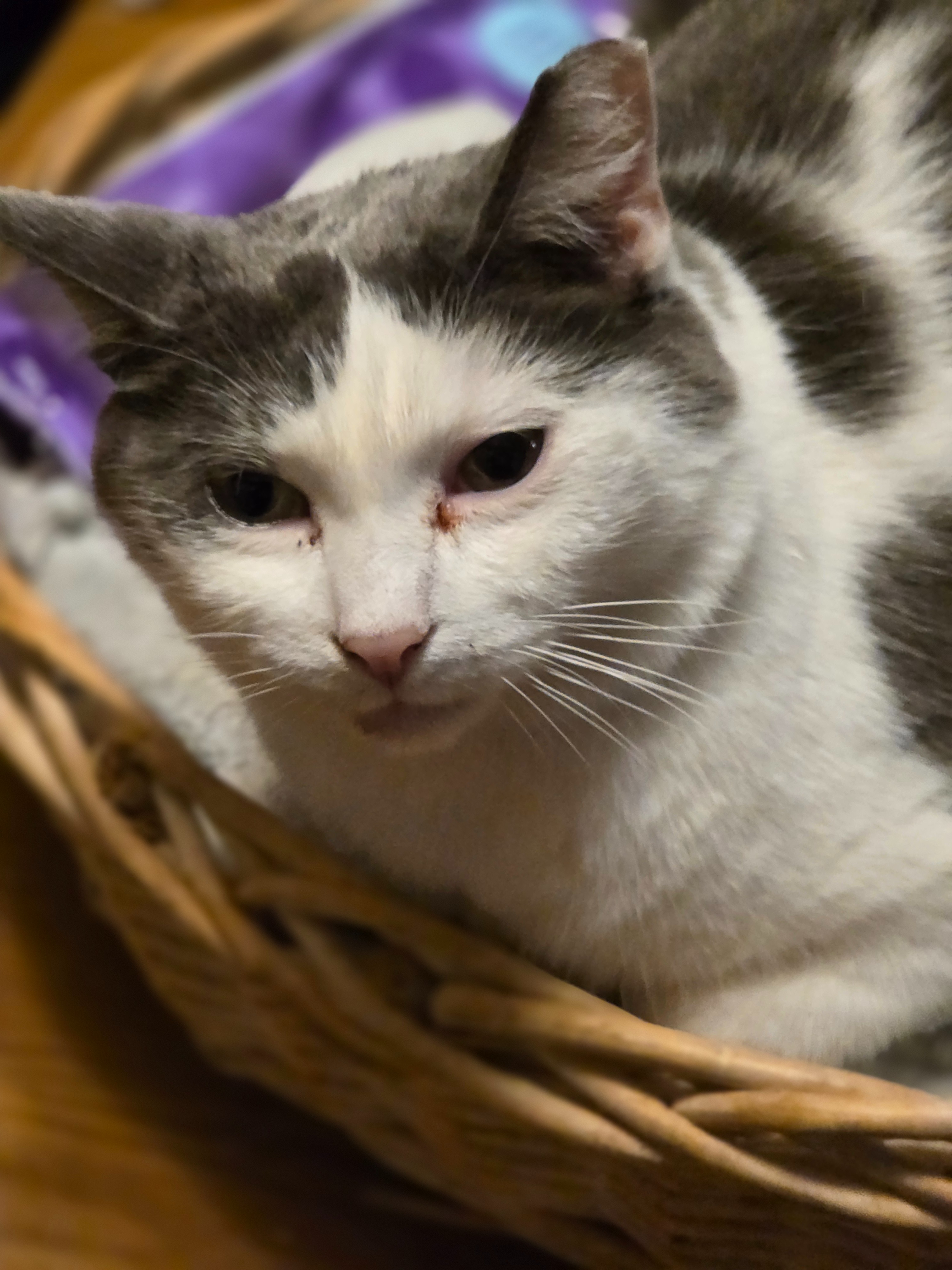 Fundraiser by Sharon Farr : Help Sharon Pay for Tweety's Eye Surgery