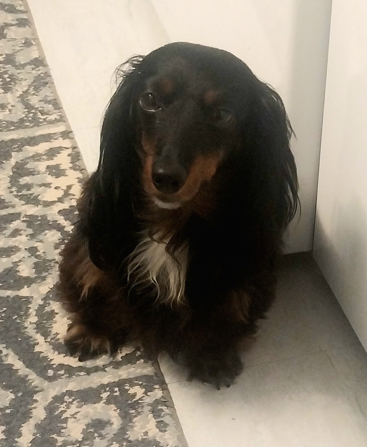 Fundraiser by Jen Seal : Help Hazel with surgery