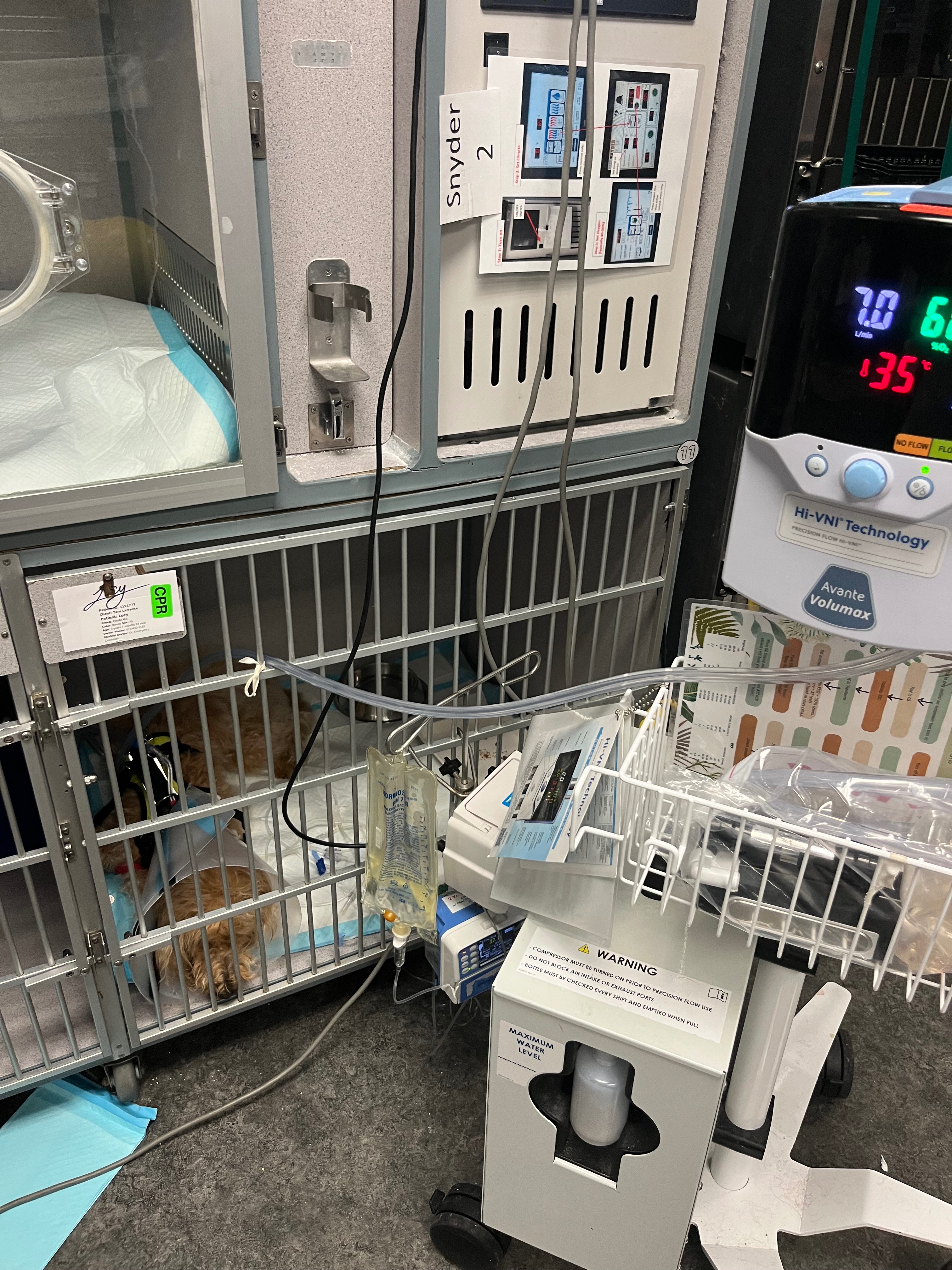 Fundraiser by Tara Larrance : Help Lucy Keep Fighting for Her Miracle