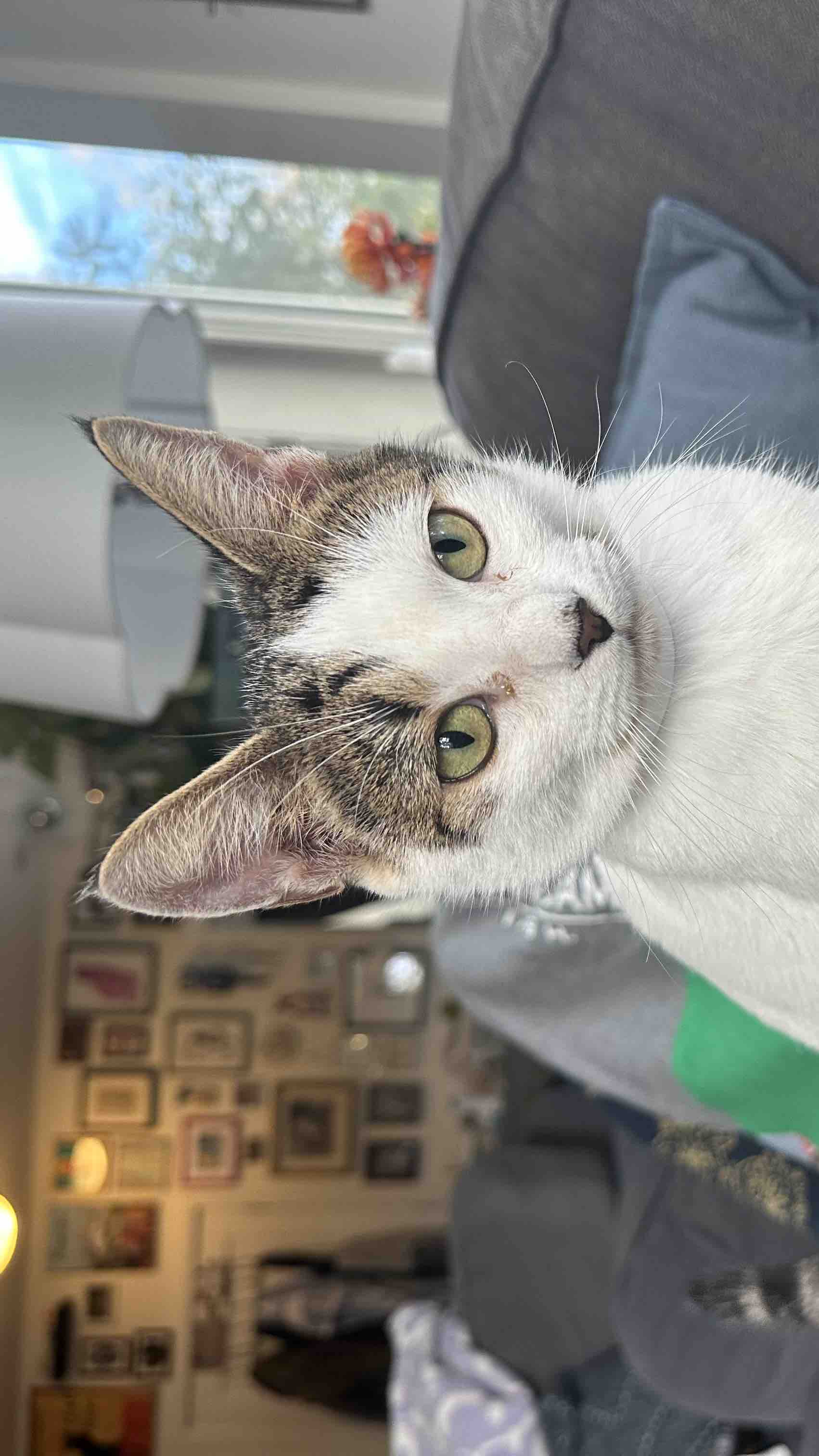 Fundraiser by Purring Hearts : Support Nadia Morgan's Heart Treatment