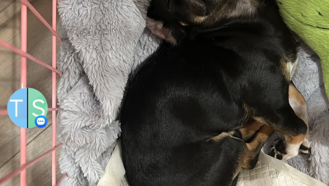 Fundraiser for Sara Dunbar by Susan Shupe : Help Sara's Dog Nala Get ...