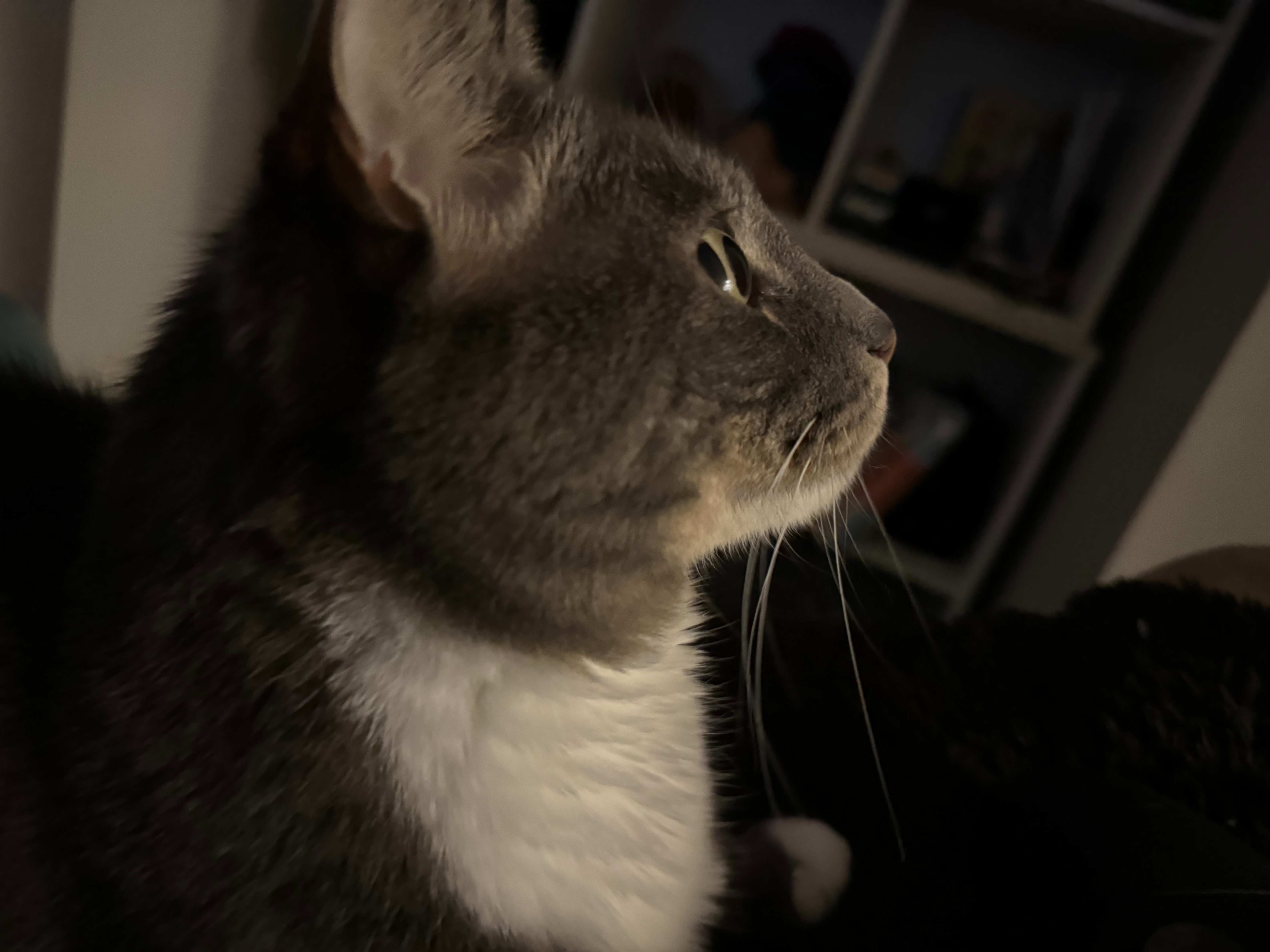 Fundraiser by Sabrina Longley : Support Egg's Journey to Health