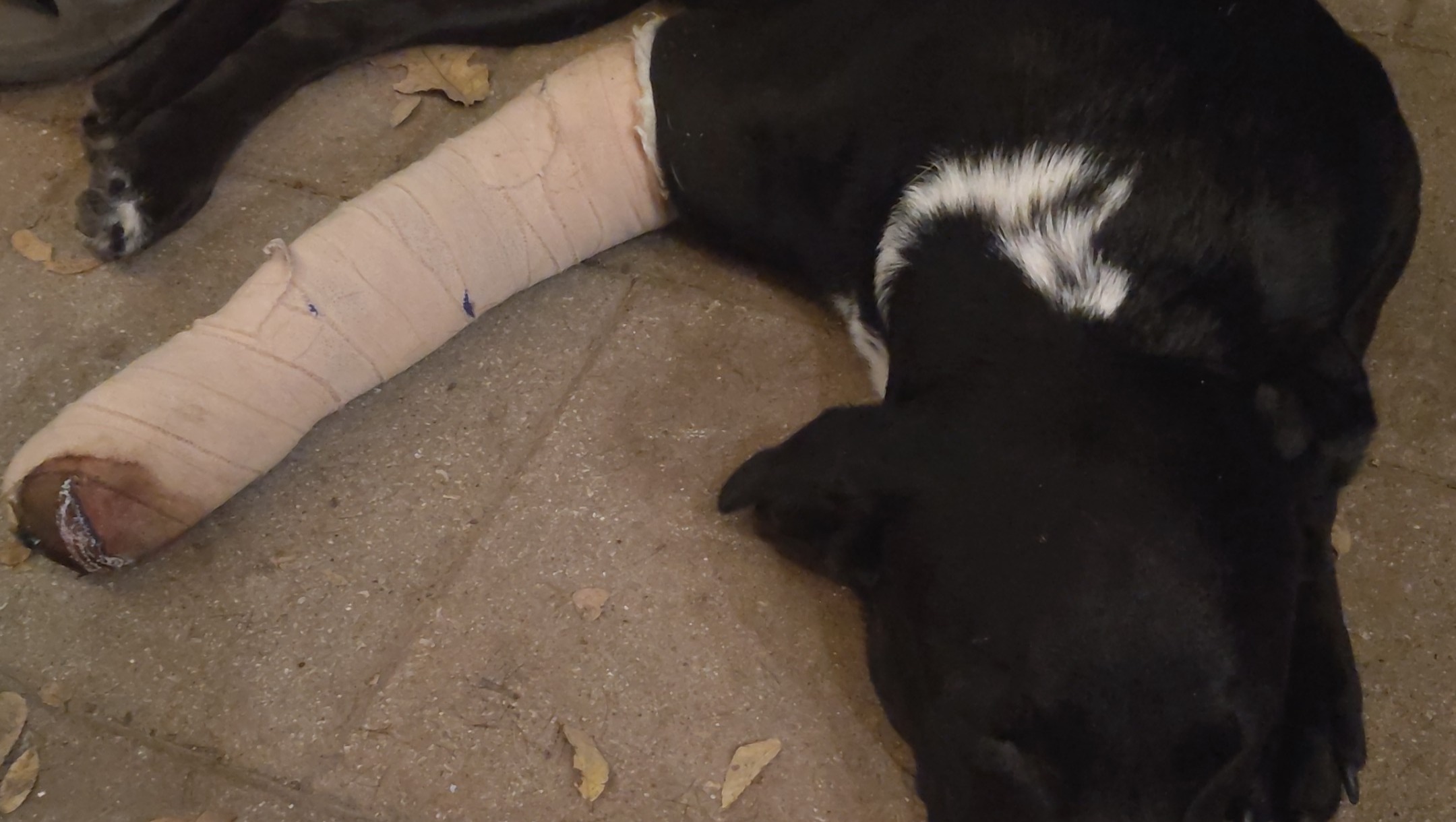 Fundraiser by Mandy Mackay : Help jack fix his leg