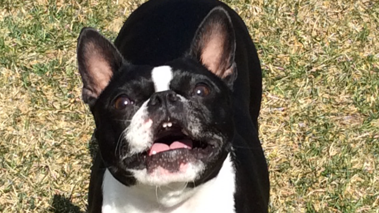 Fundraiser by alicia g : Lifesaving Liver Surgery- Ruby Bertha Marie