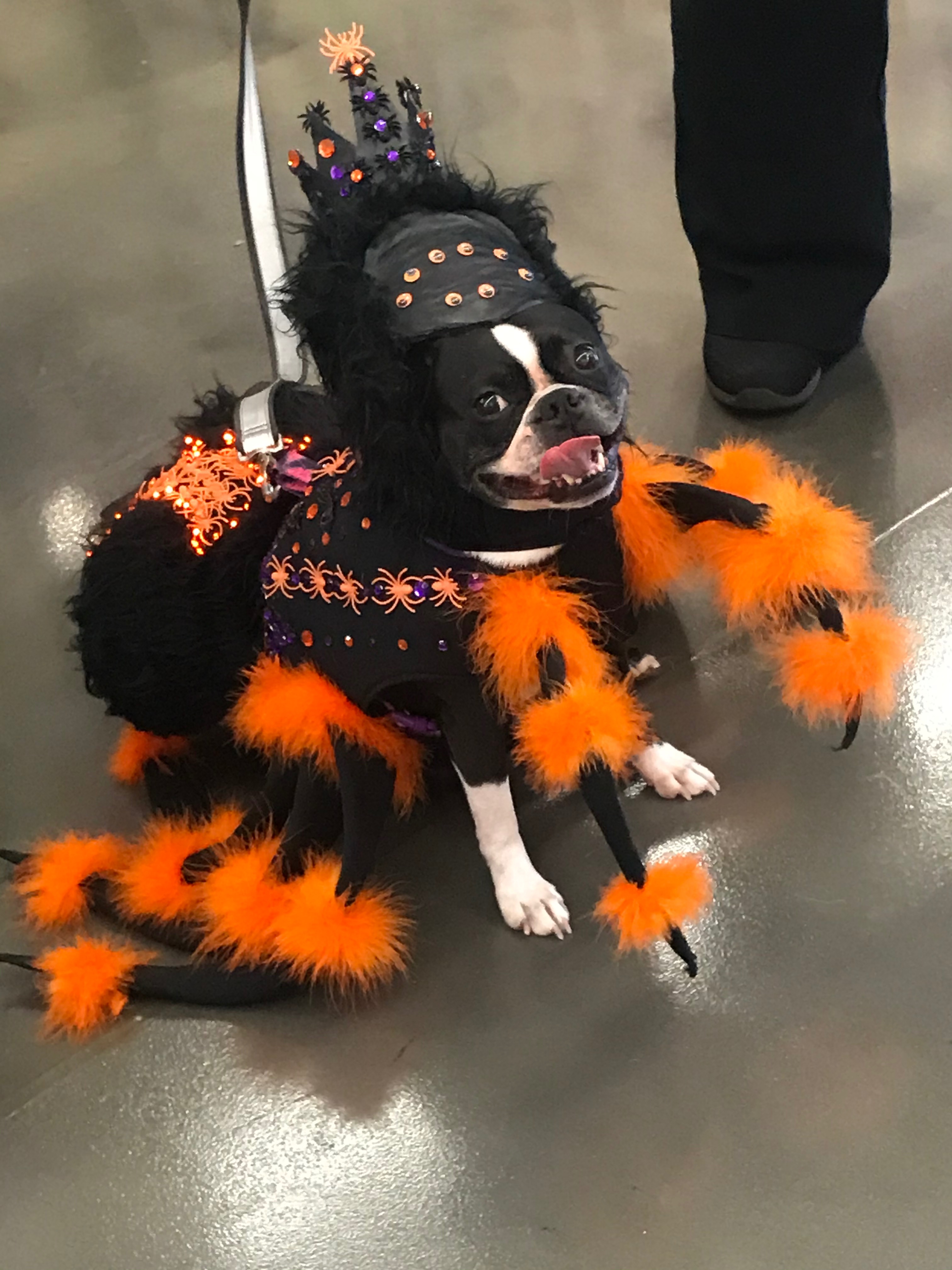 Fundraiser by alicia g : Lifesaving Liver Surgery- Ruby Bertha Marie