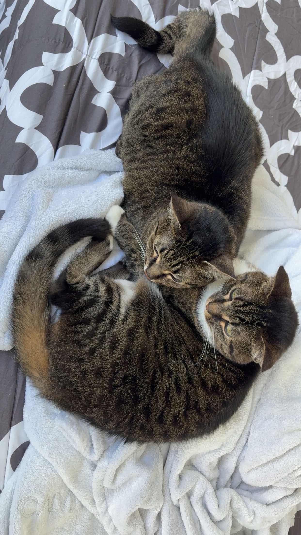 Fundraiser by Keiran Curley : Help Midnight beat Cancer