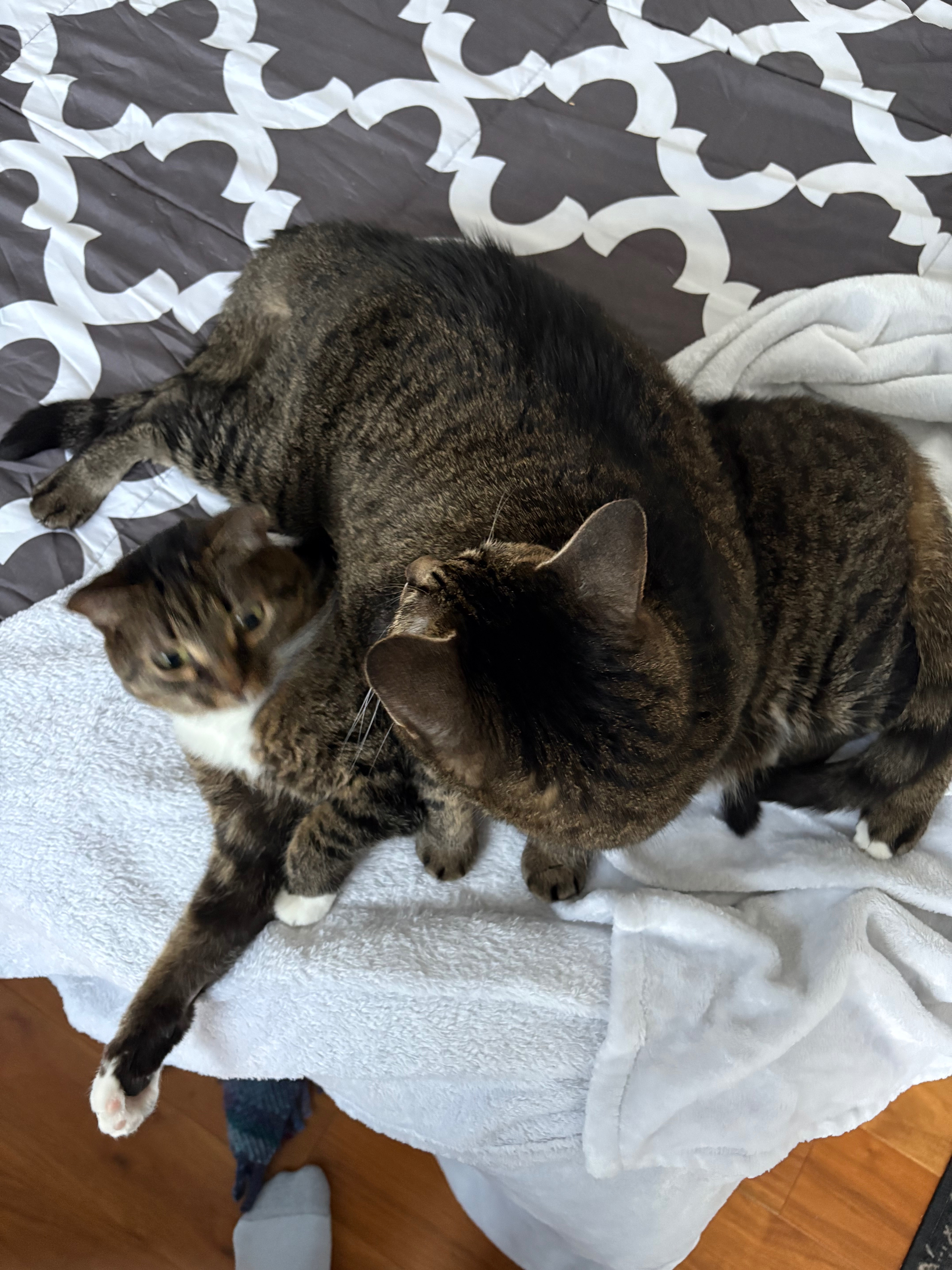 Fundraiser by Keiran Curley : Help Midnight beat Cancer