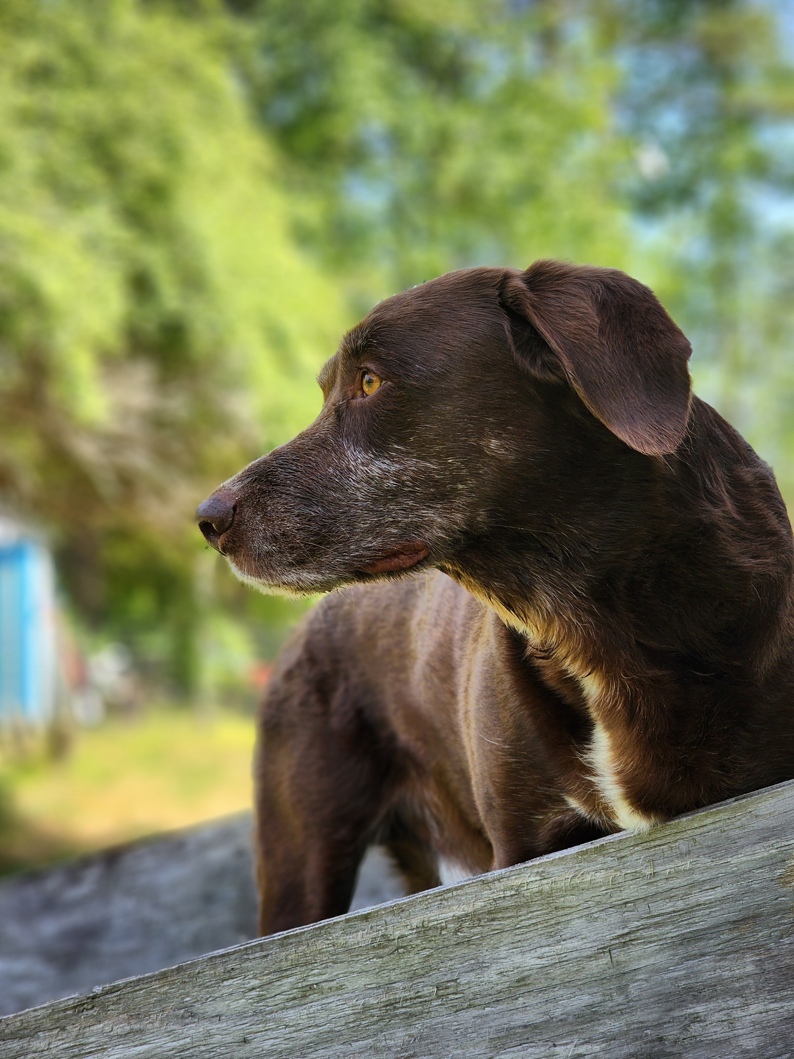 Fundraiser by Sam McGarvey : Help Capaldi Recover from Major Surgery