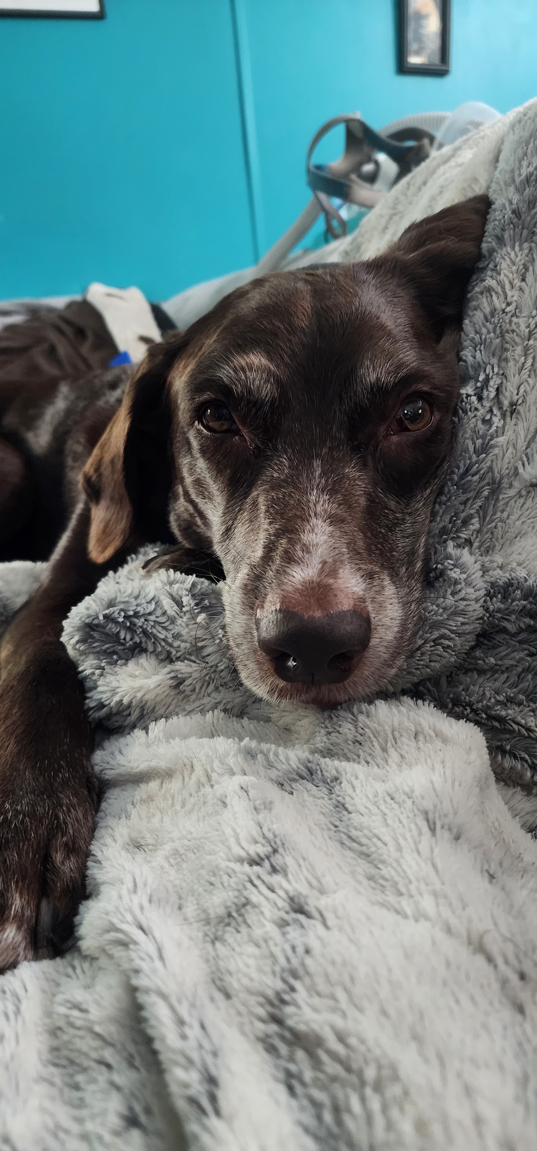 Fundraiser by Sam McGarvey : Help Capaldi Recover from Major Surgery