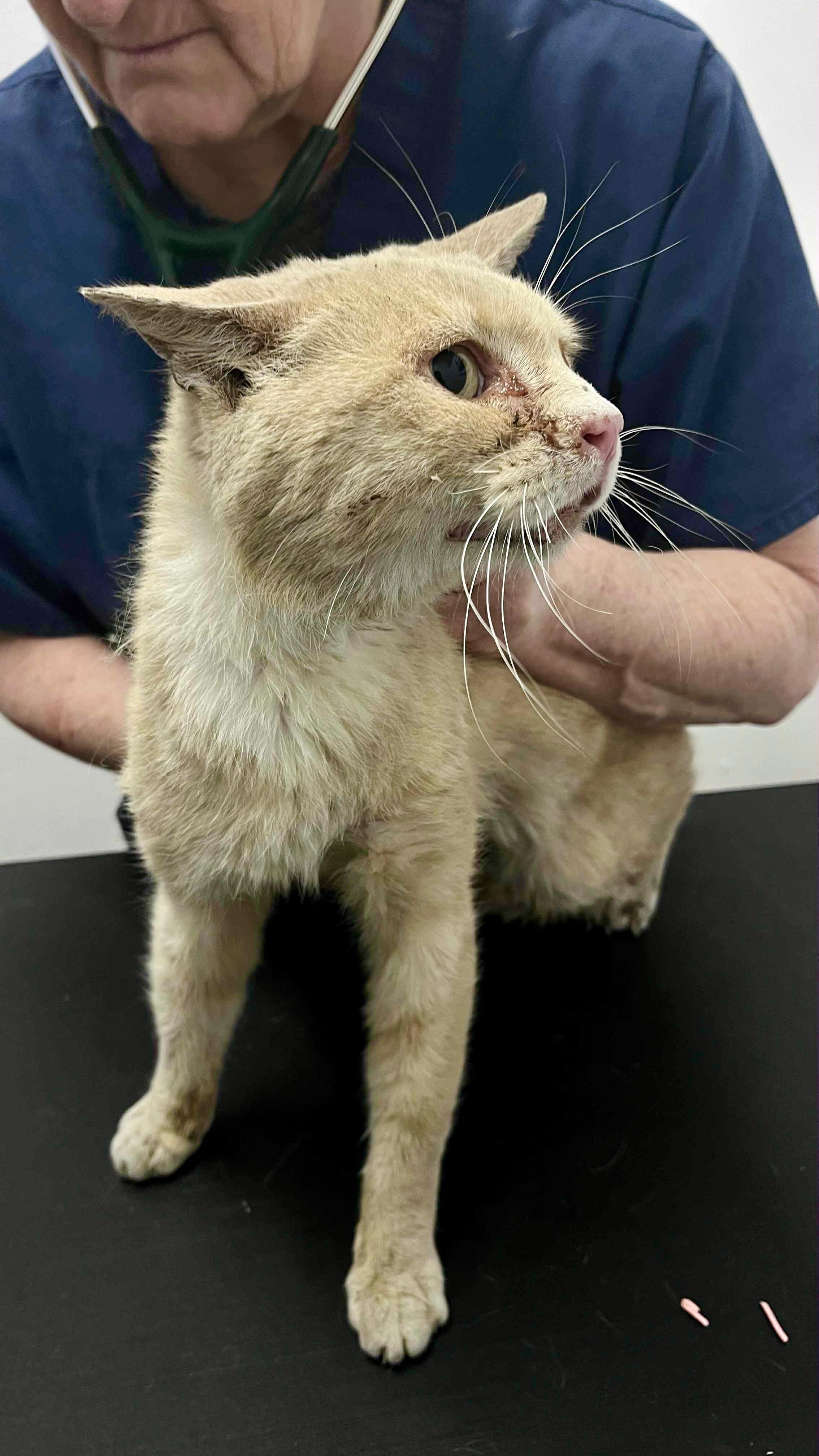 Fundraiser by Marina Danaskos : Help save Sam, the sweet champagne ...
