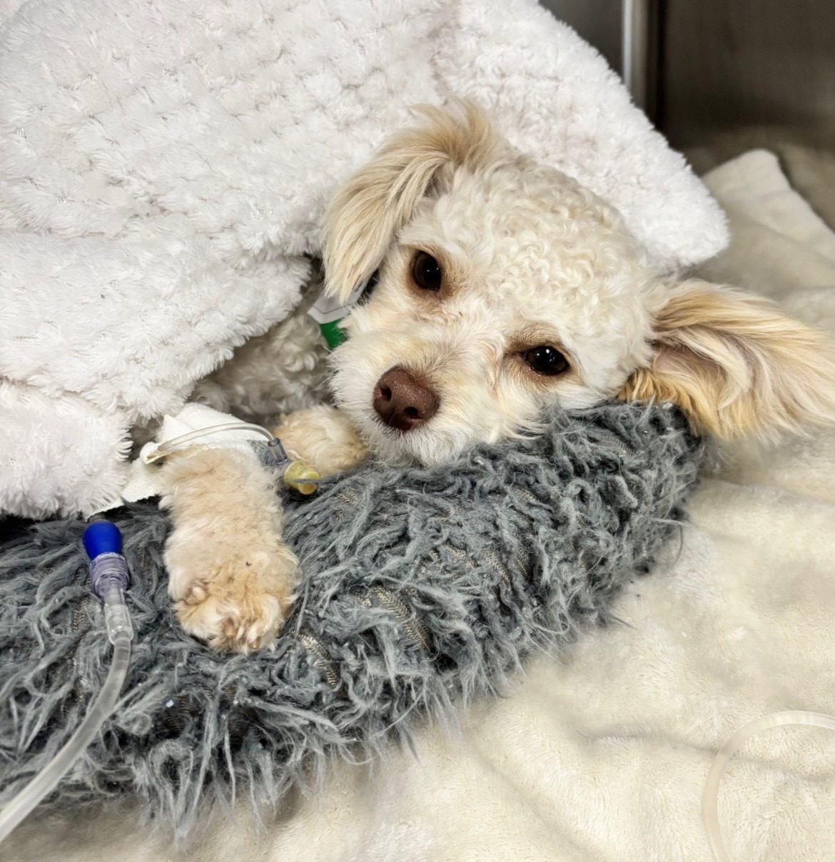 Fundraiser for Sherry Gagne by Ava Molella : Help Our Little Warrior ...