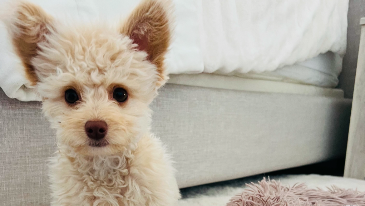 Fundraiser for Sherry Gagne by Ava Molella : Help Our Little Warrior ...