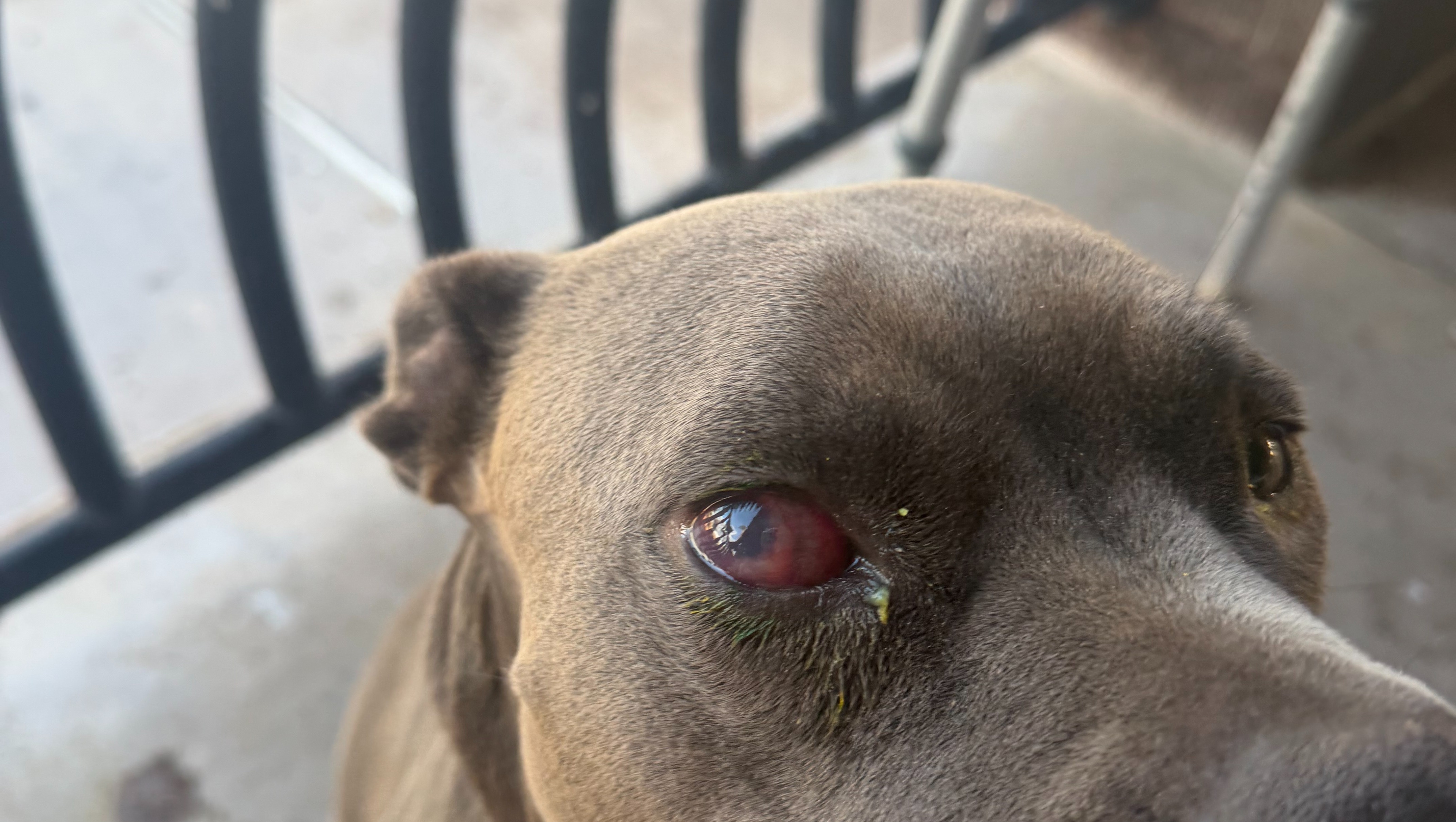 Fundraiser by Amber Cundiff : Rubi's Surgery was a Success! Still Need ...