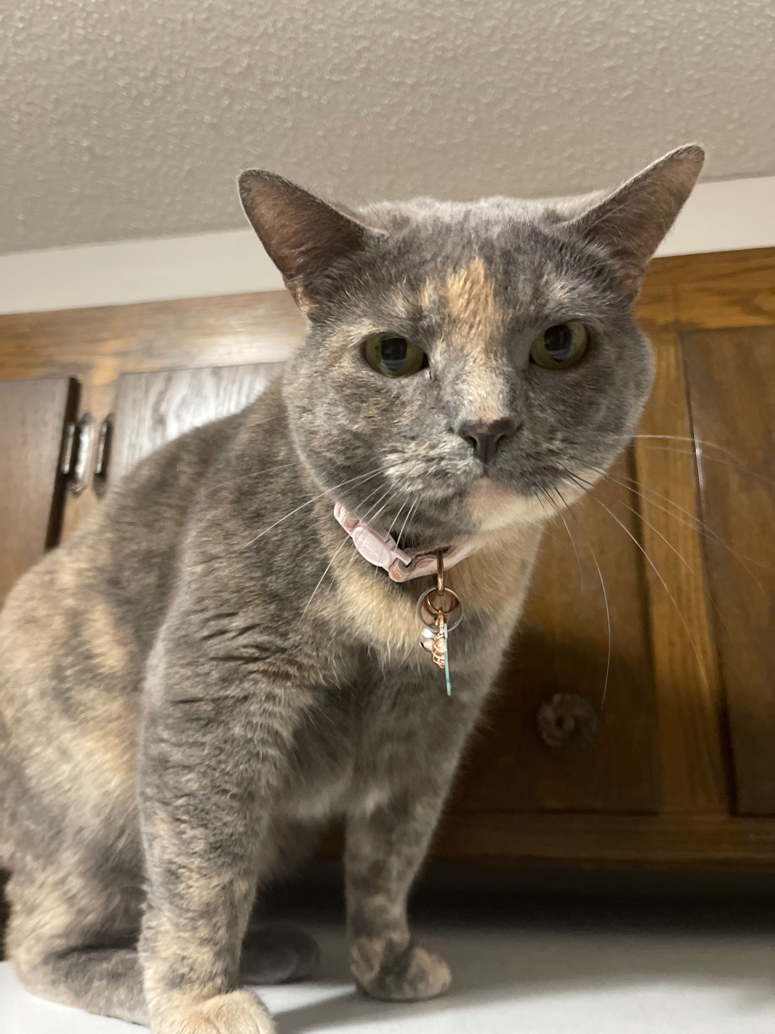 Fundraiser by Heather DaCunha : Help Tom Get Urgent Dental Surgery