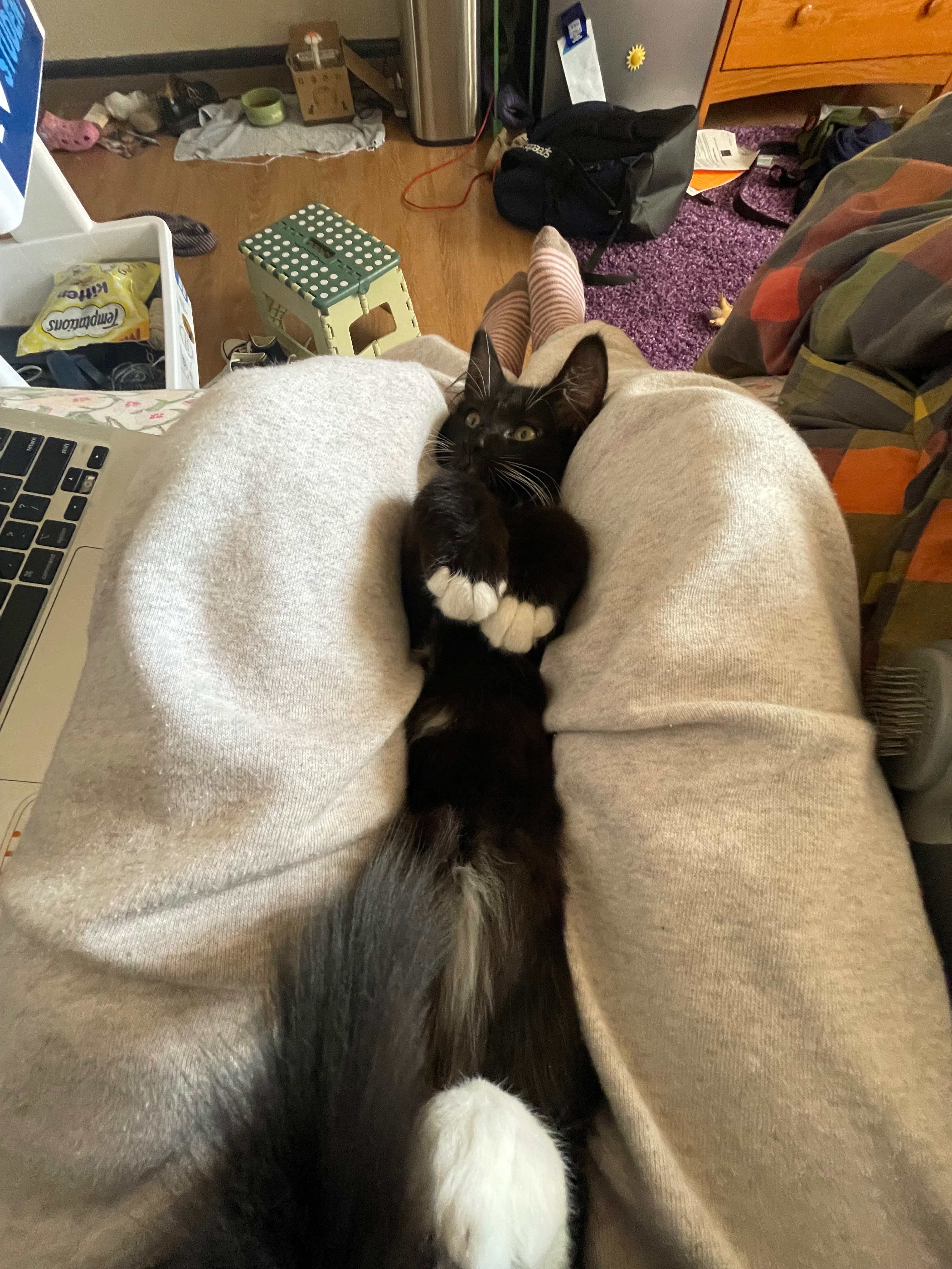 Fundraiser by Naomi Weissman : Support for Kitten's Urgent Medical Care