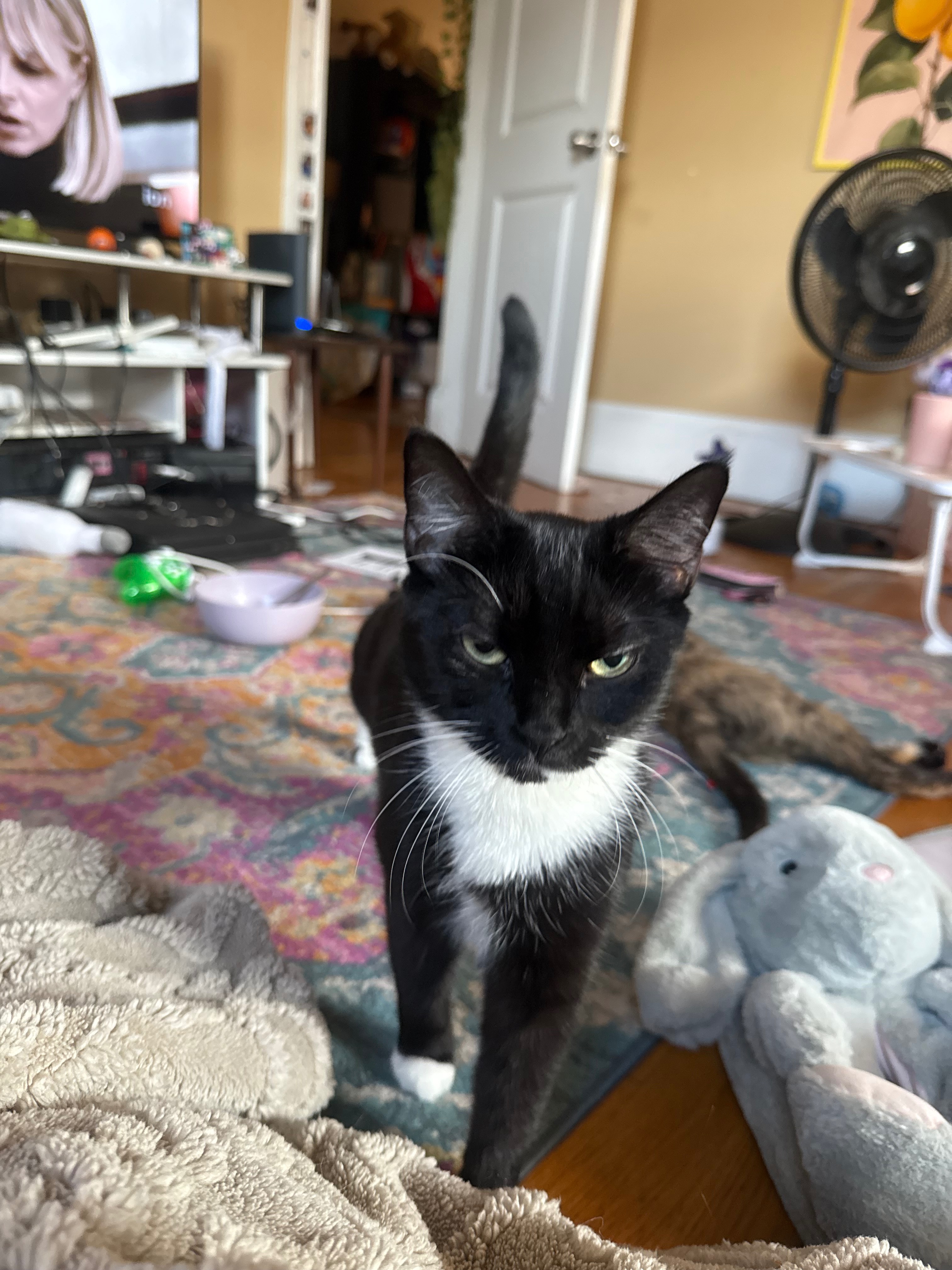 Fundraiser by Sarah Fondaw : Help Bring Our Beloved Cat Home