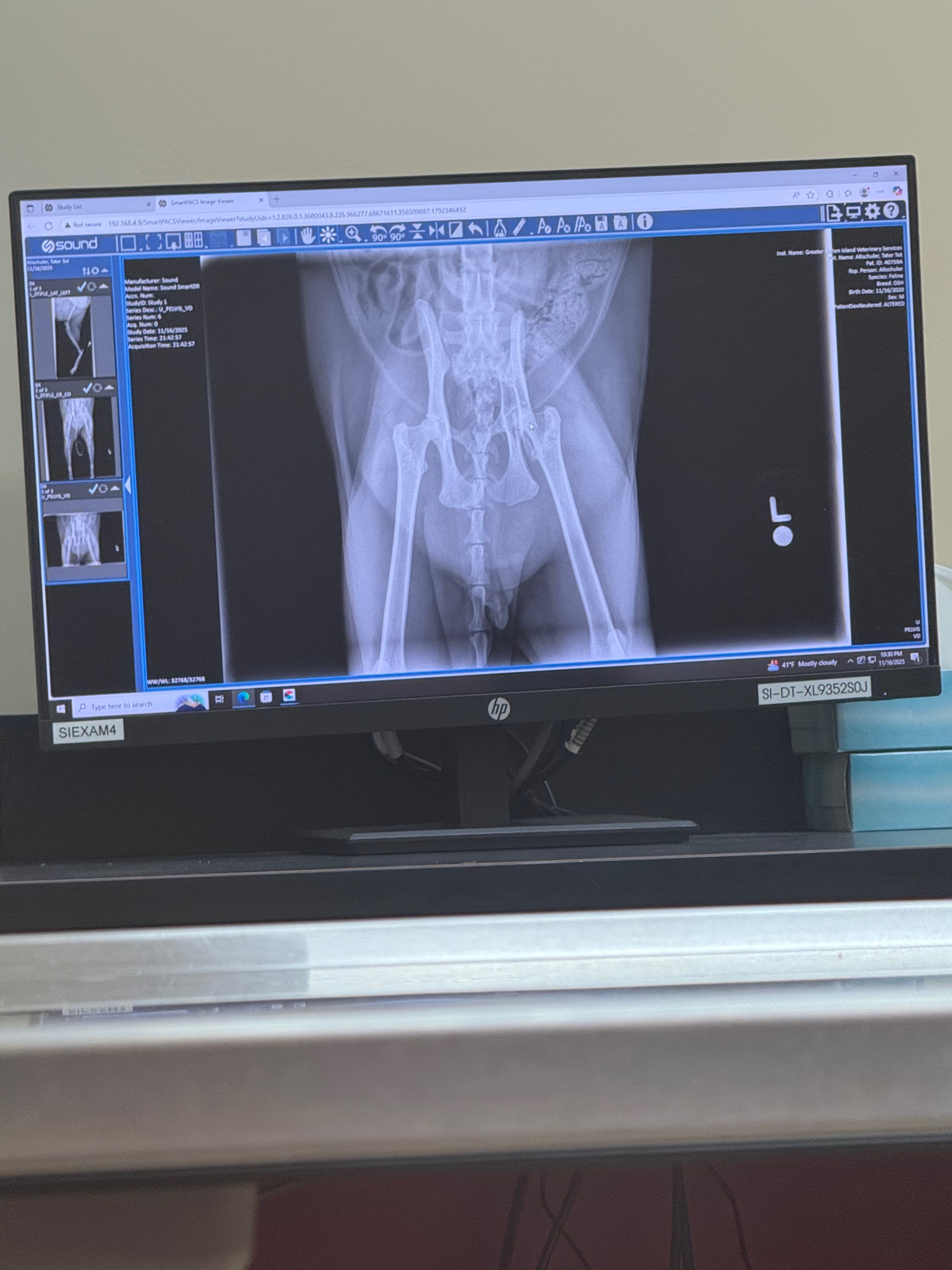 Fundraiser by Samantha Altschuler : Save Tater Tot: Urgent Surgery Needed