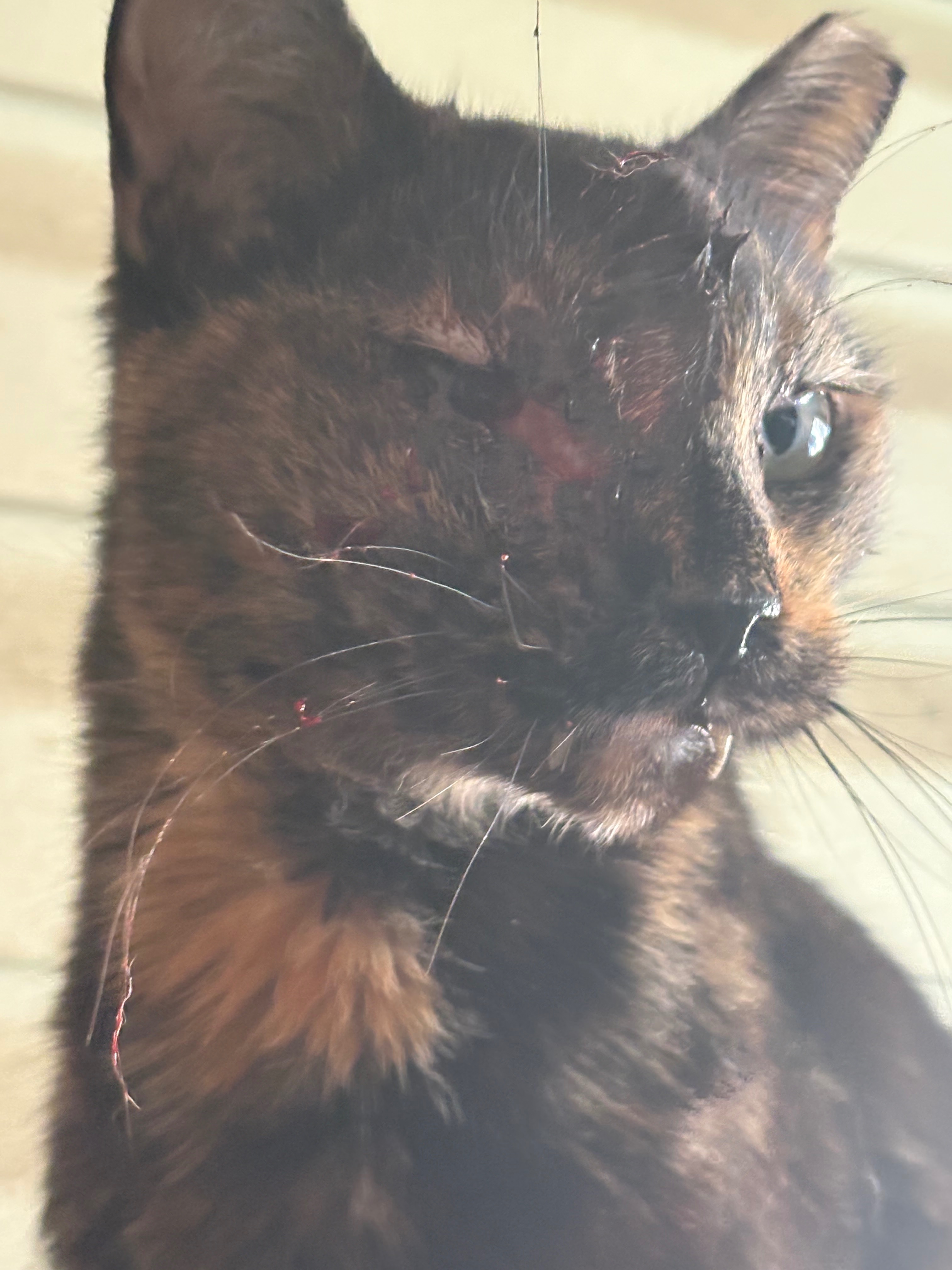 Fundraiser by Rayna Norris : Help Precious Get Urgent Vet Care