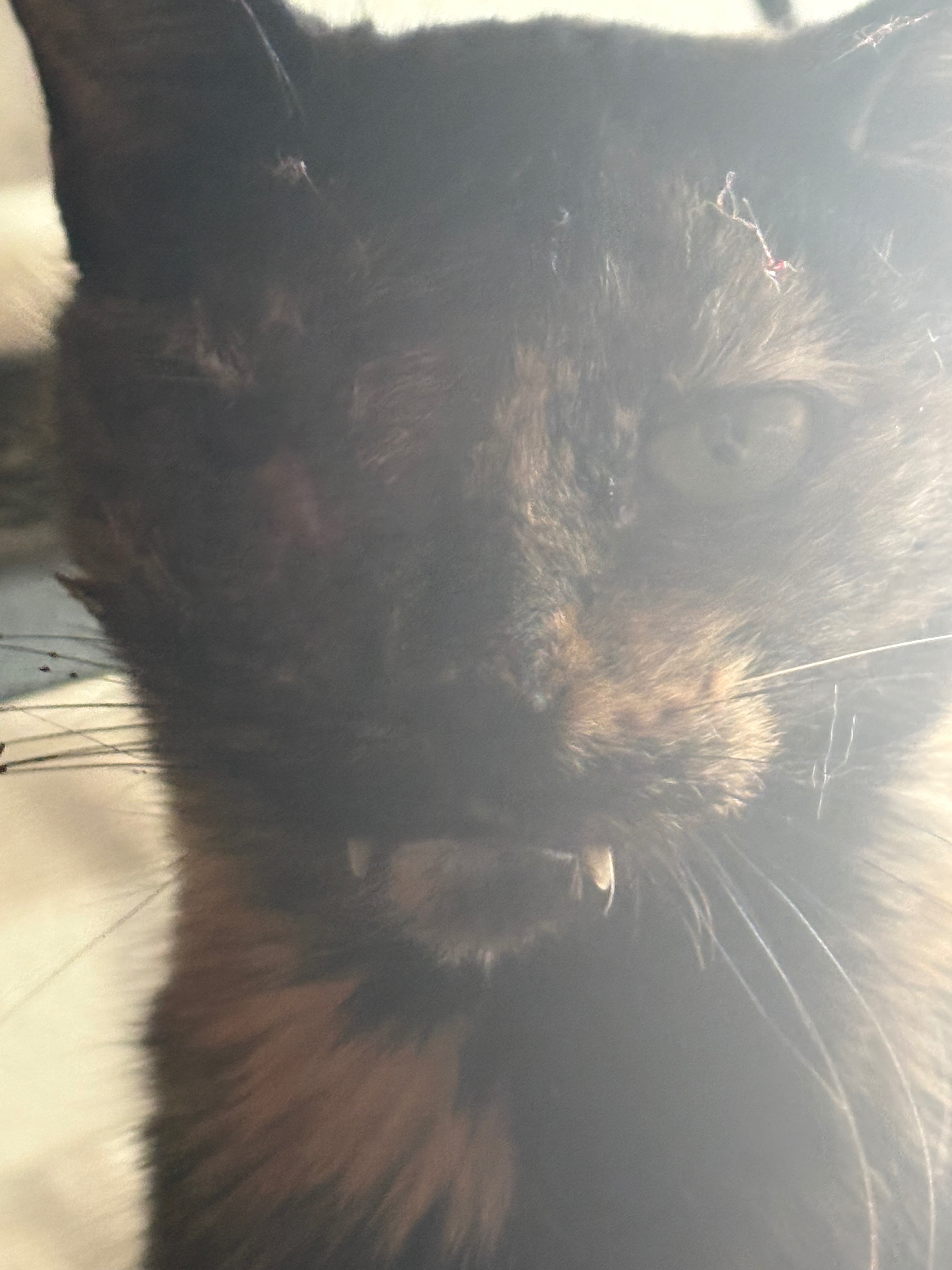 Fundraiser by Rayna Norris : Help Precious Get Urgent Vet Care