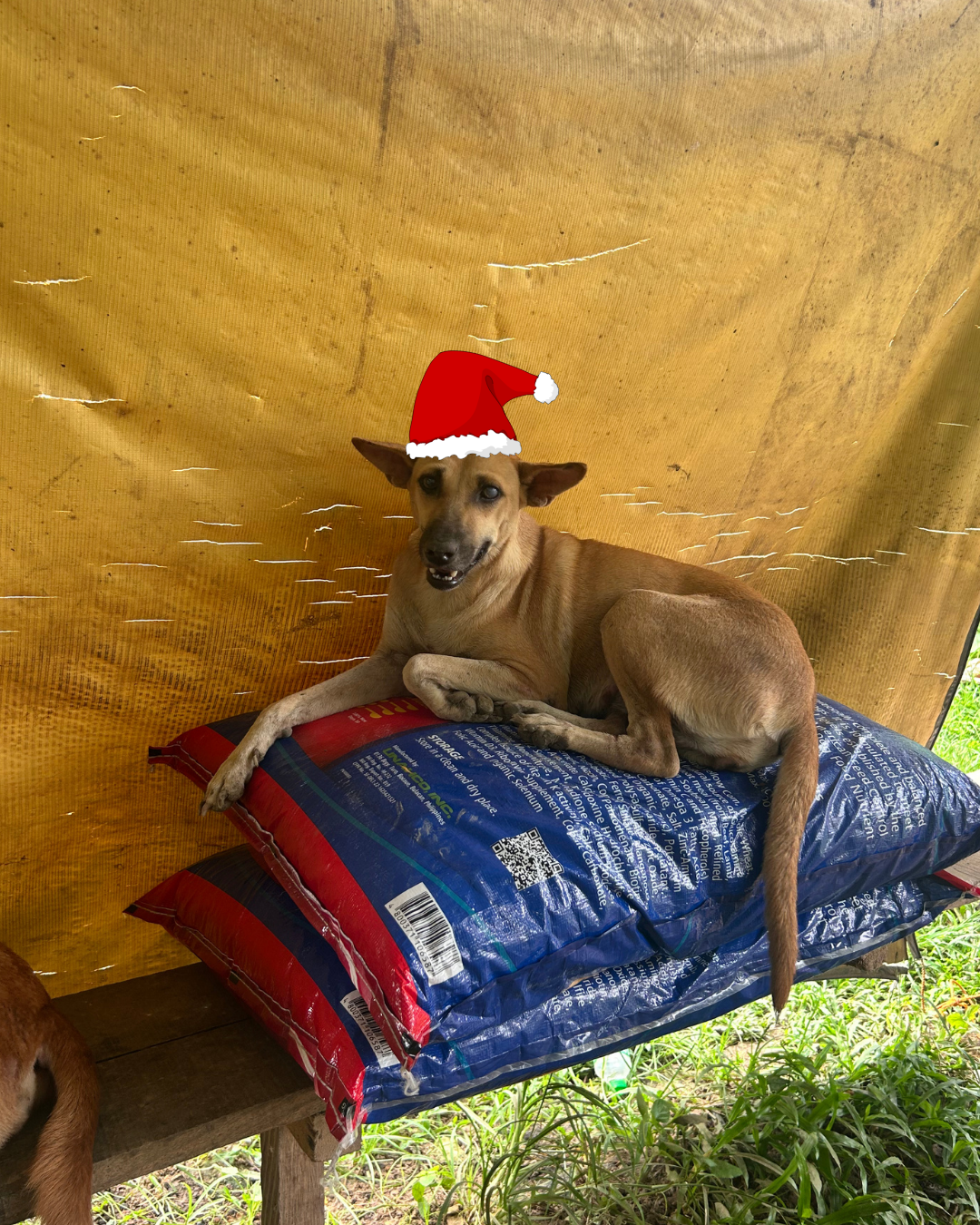 Fundraiser by Madison Cain : help feed shelter dogs this CHRISTMAS