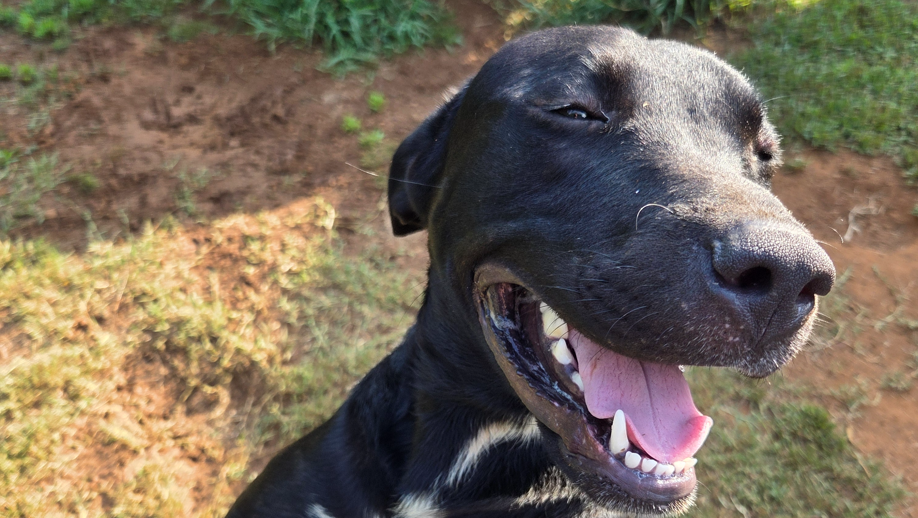 Fundraiser by TJ Alex : Help Ringo Recover: Your Donation Matters