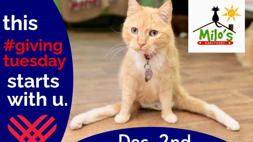 Fundraiser by Michele Hoffman : GIVING TUESDAY to Support Milo's Sanctuary's Mission