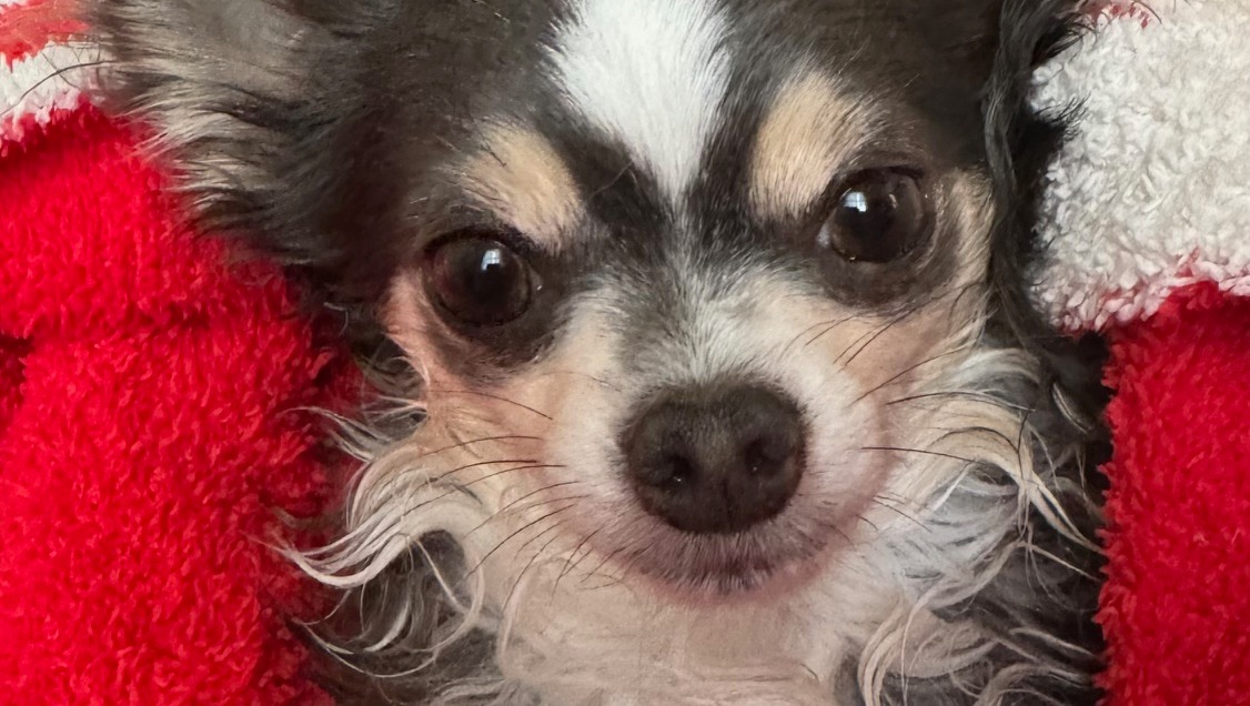 Fundraiser for Julia Pai by Robert Vitello : Help Milo Heal: Support ...
