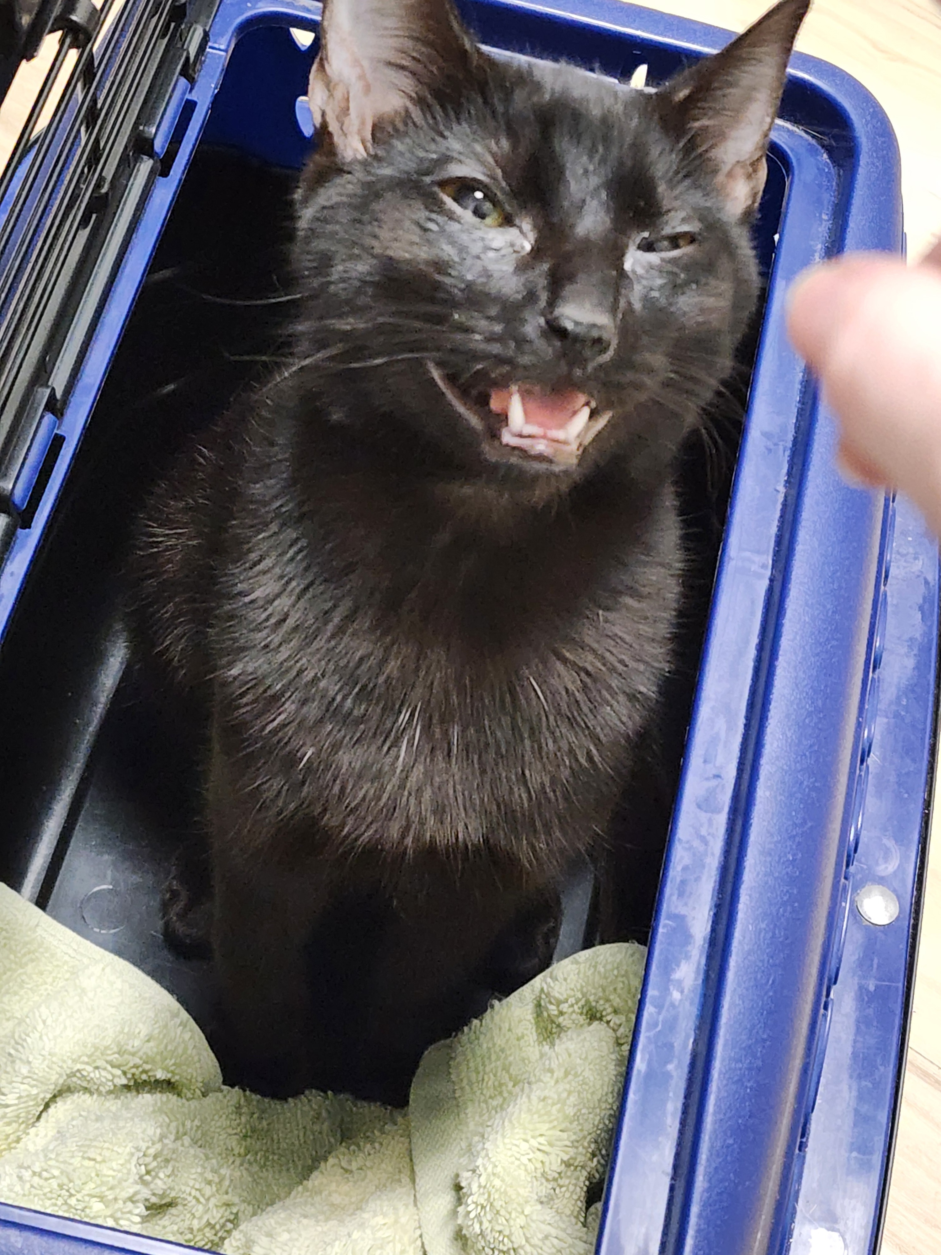 Fundraiser by Gillian Wiggins : Support Petey's Jaw Surgery