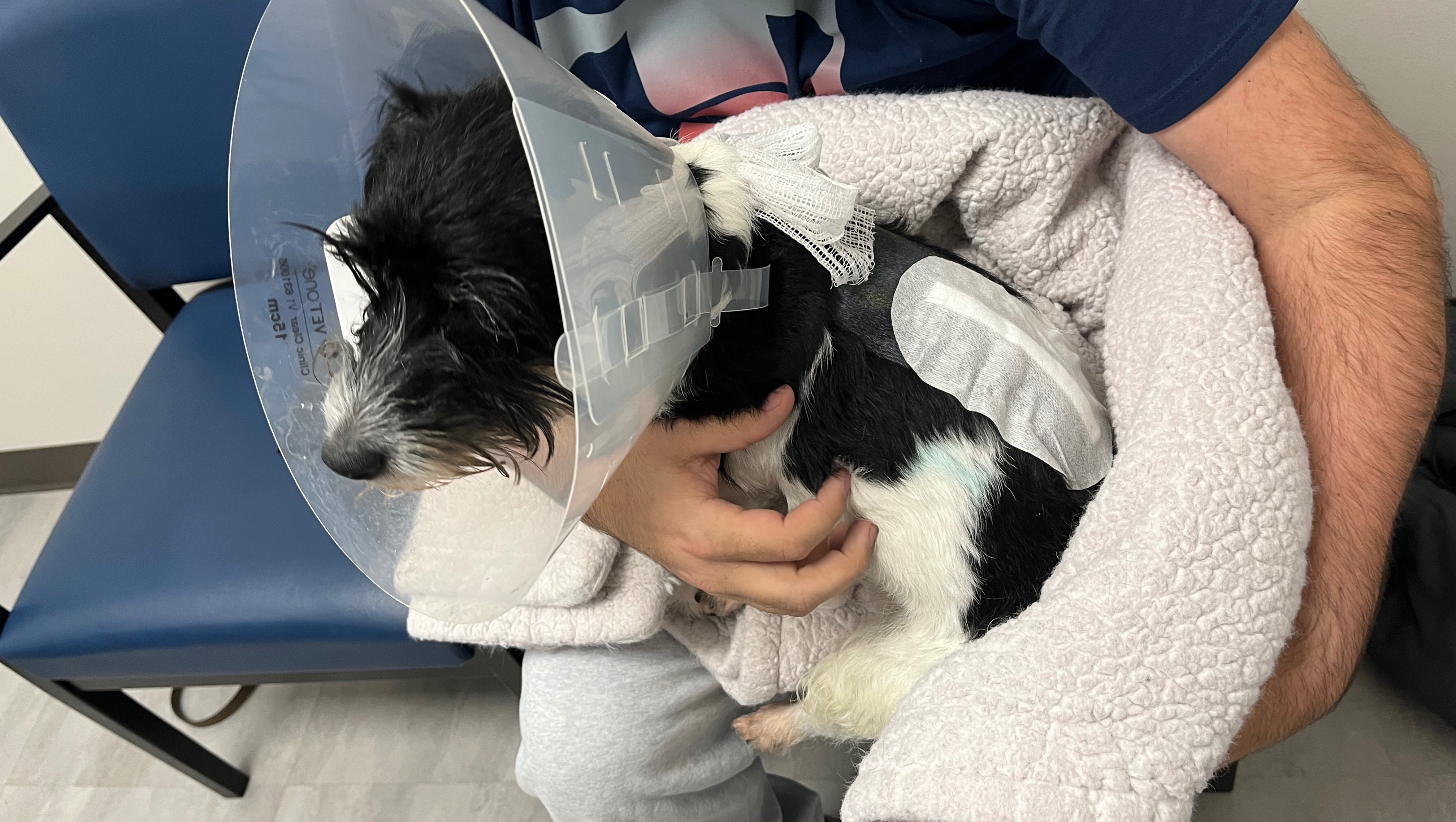 Fundraiser by Matt Haupt : Give Moose a Chance: Donate for His Recovery