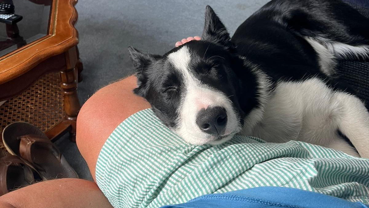 Fundraiser by Claire Oliphant : Help us save Milo- My dads beloved Dog