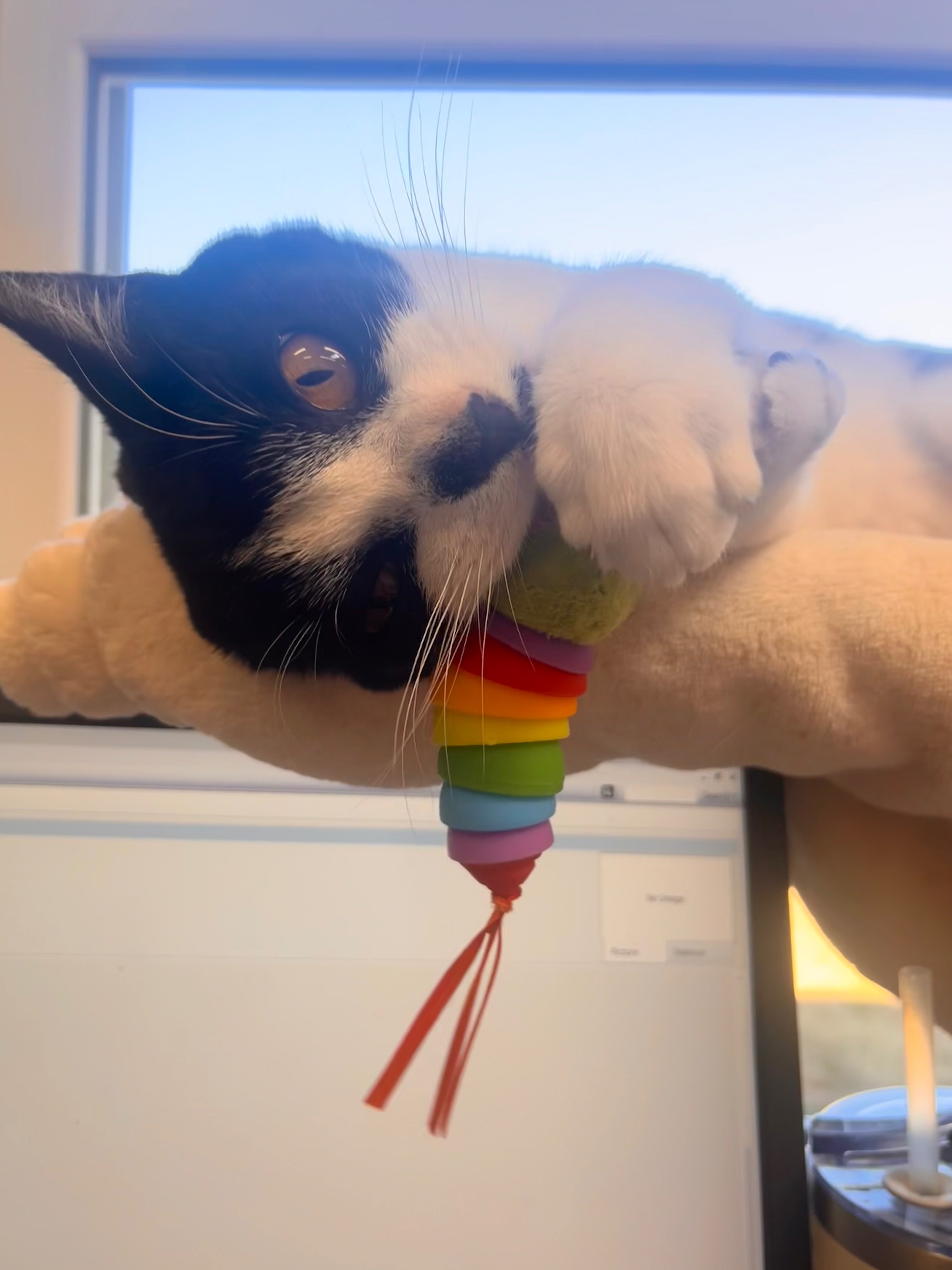 Fundraiser by Leah Kuhlman : Help Linus the Cat Get Life-Saving Surgery