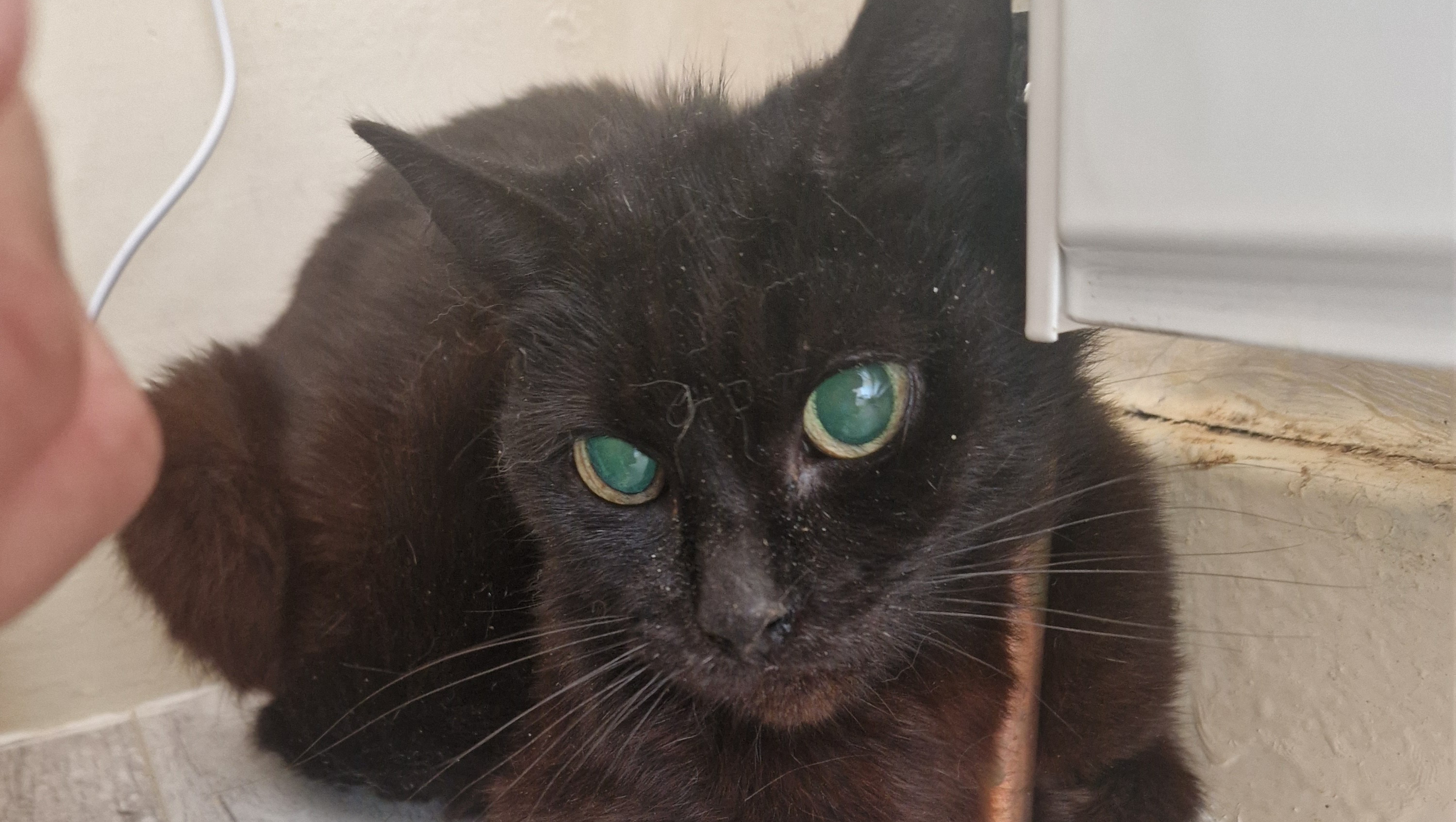 Fundraiser by Bex Watson : Raise funds to cover Fleurs vet bills