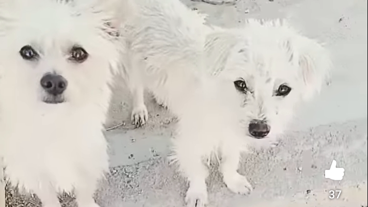Fundraiser for Alezia Hamill by Christina H : Aid Christina's Puppies ...
