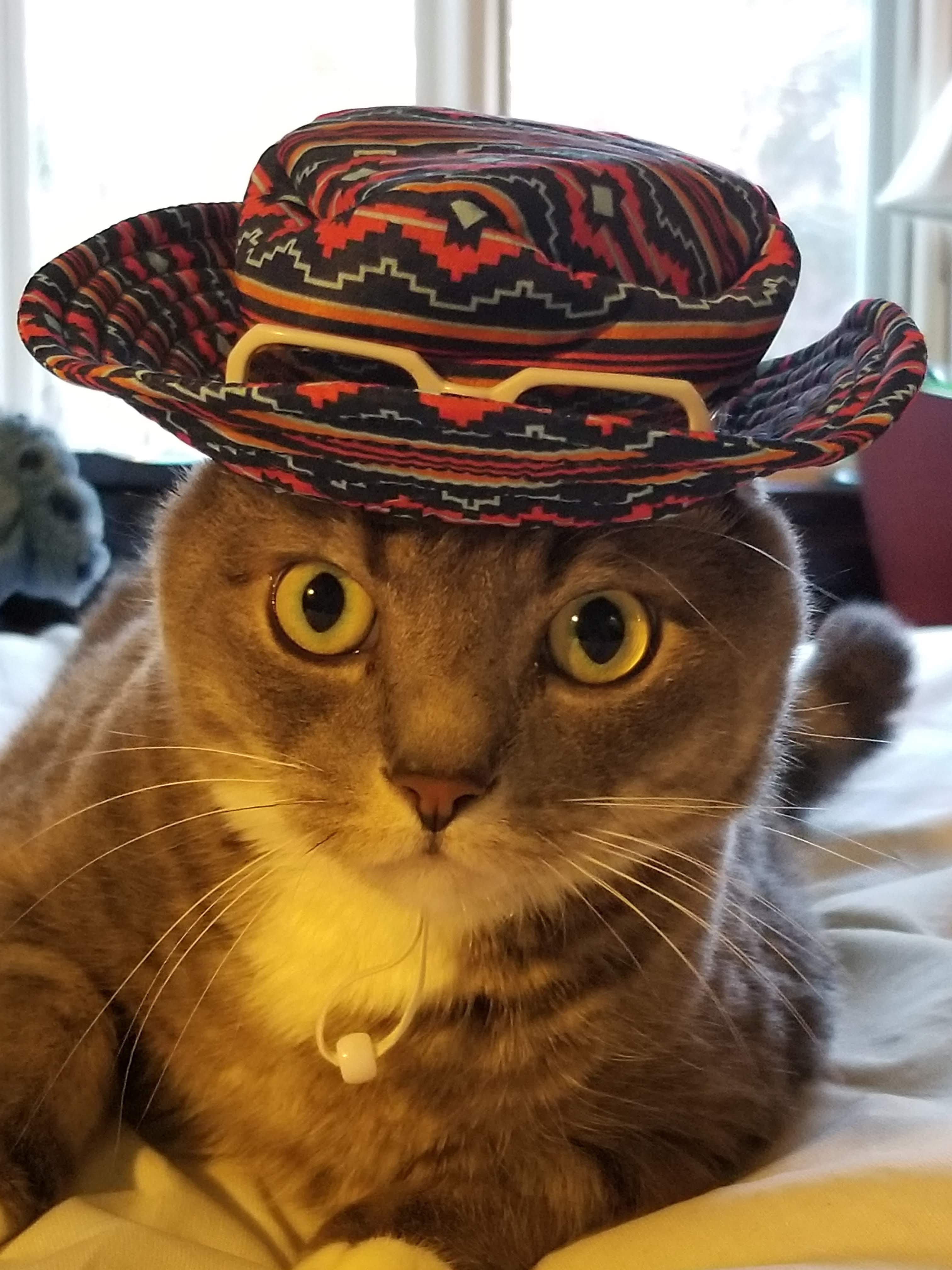 Fundraiser by Sarah Laudati : Help Cappie Recover from Illness