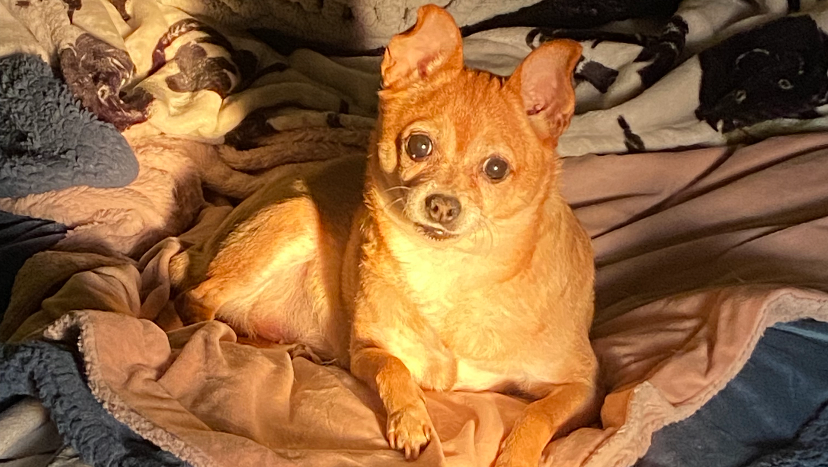 Fundraiser by Danielle Schrader : Help Bella Get the Urgent Care She Needs