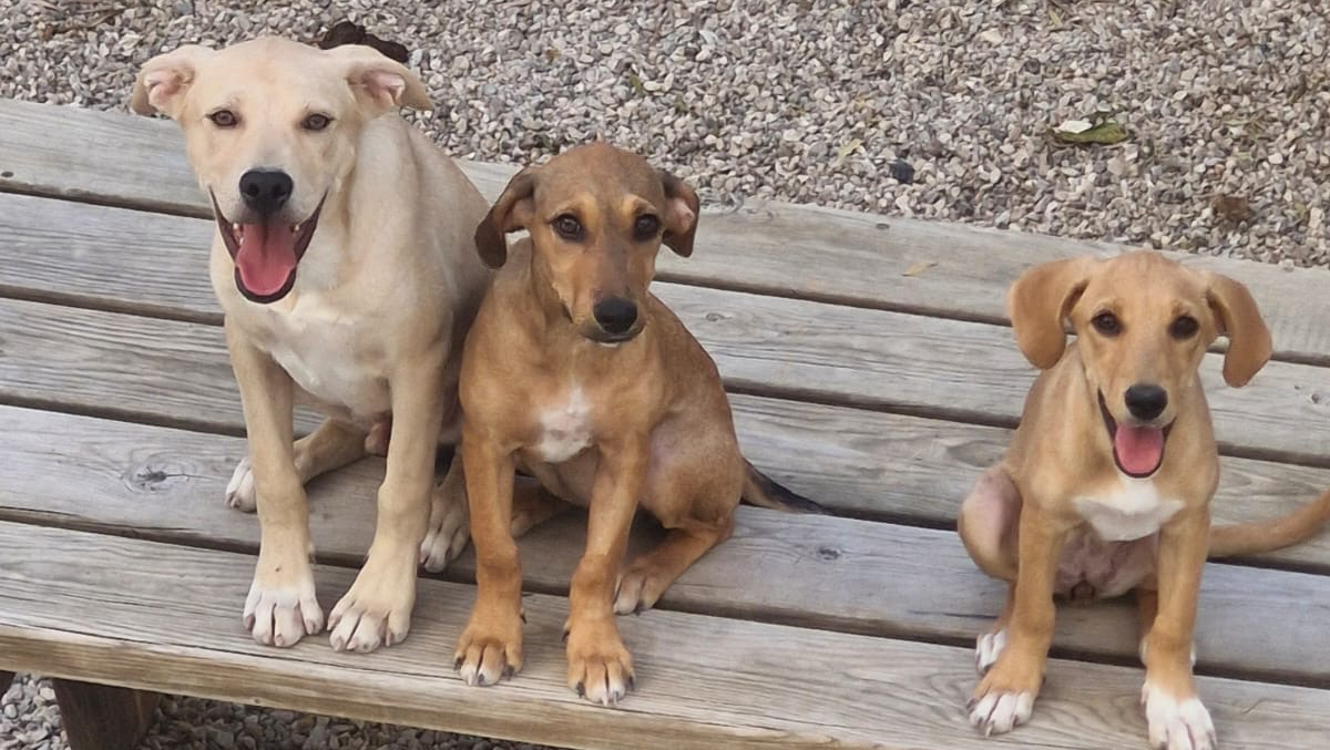 Fundraiser by Rebecca Linnell : To help rescue & keep a promise to 2 ...
