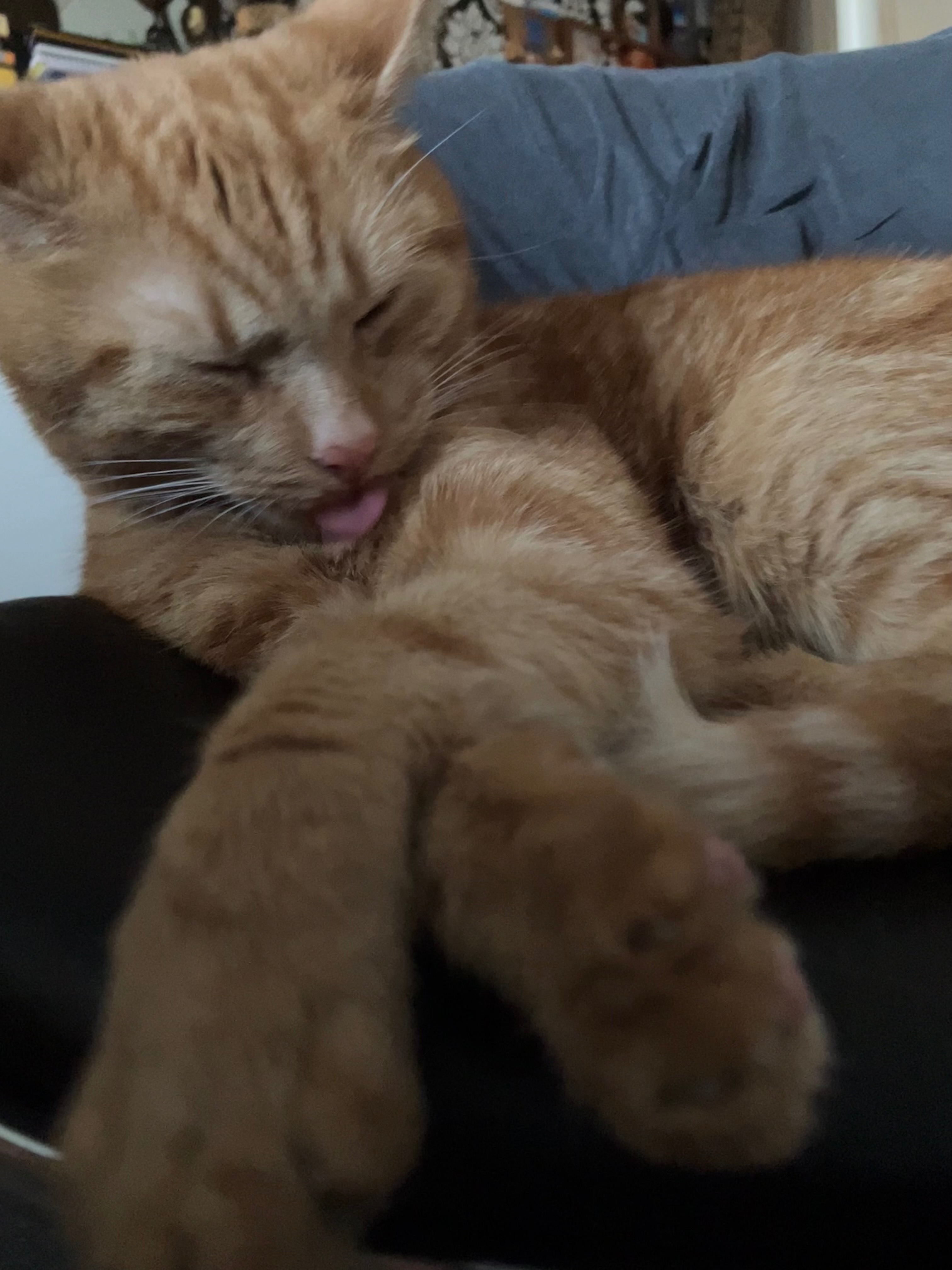 Fundraiser by Eliz Gencebay : please help save my cat leo from painful ...