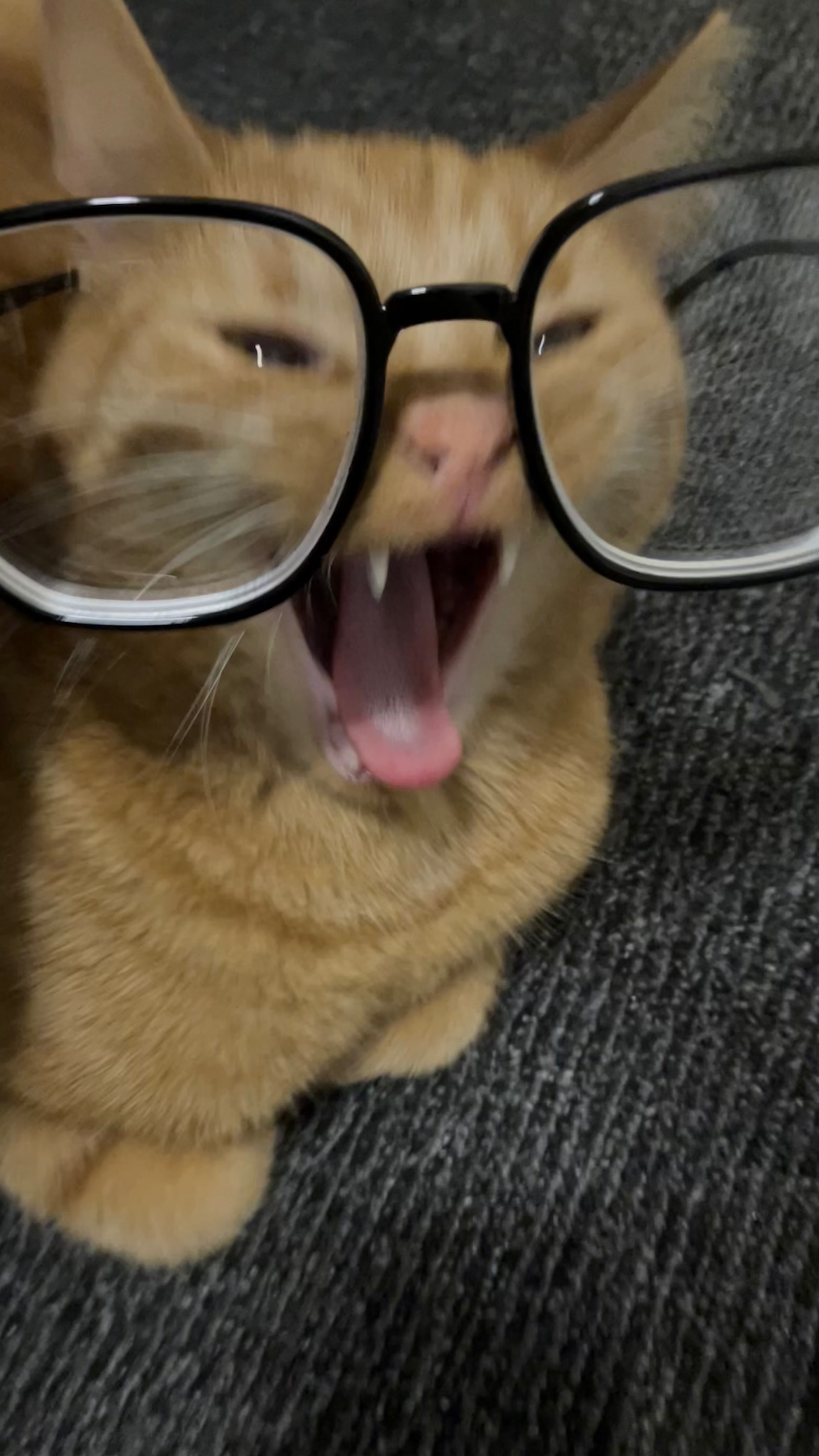 Fundraiser by Eliz Gencebay : please help save my cat leo from painful ...