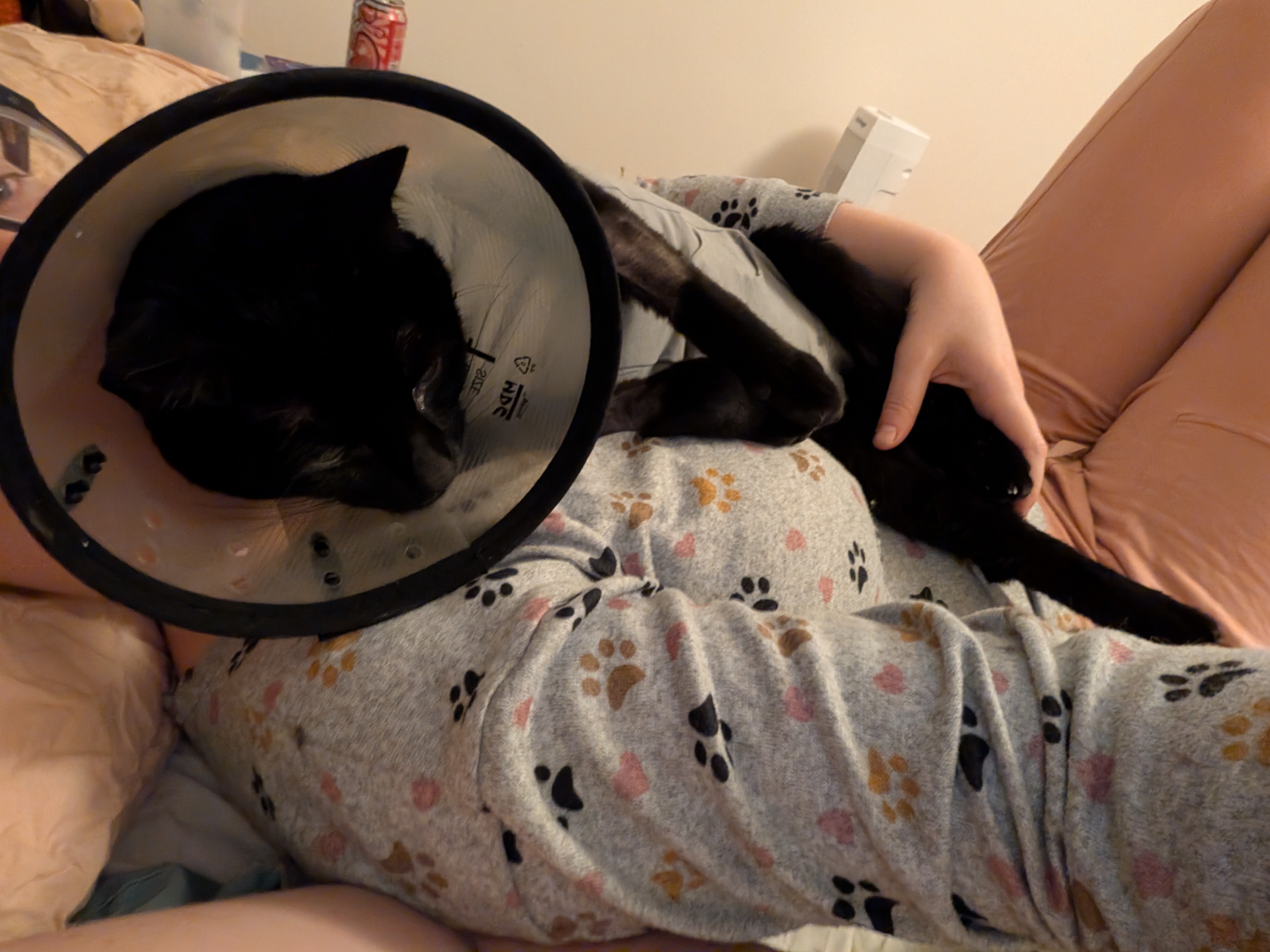 Fundraiser by Morri Hikiko : Crowcat needs help after urethral ...