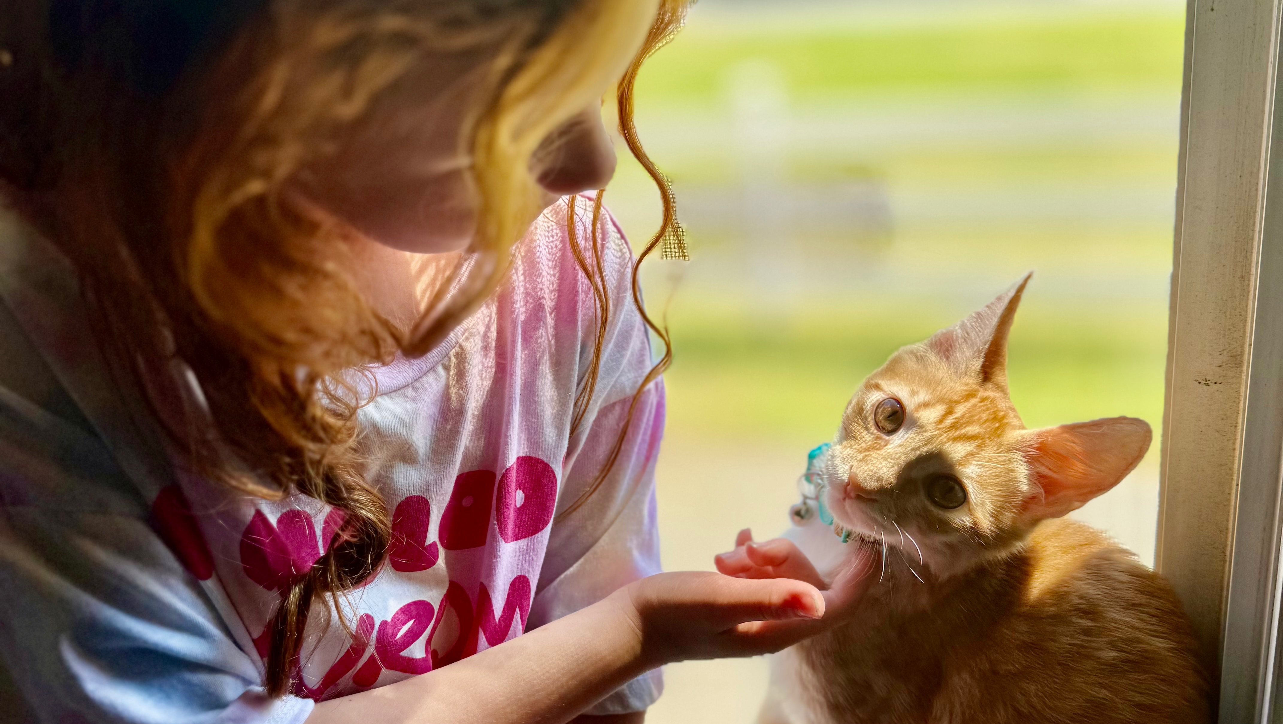 Fundraiser for Desiree Rodino by lisa borst : Help Stevie Beat FIP ...