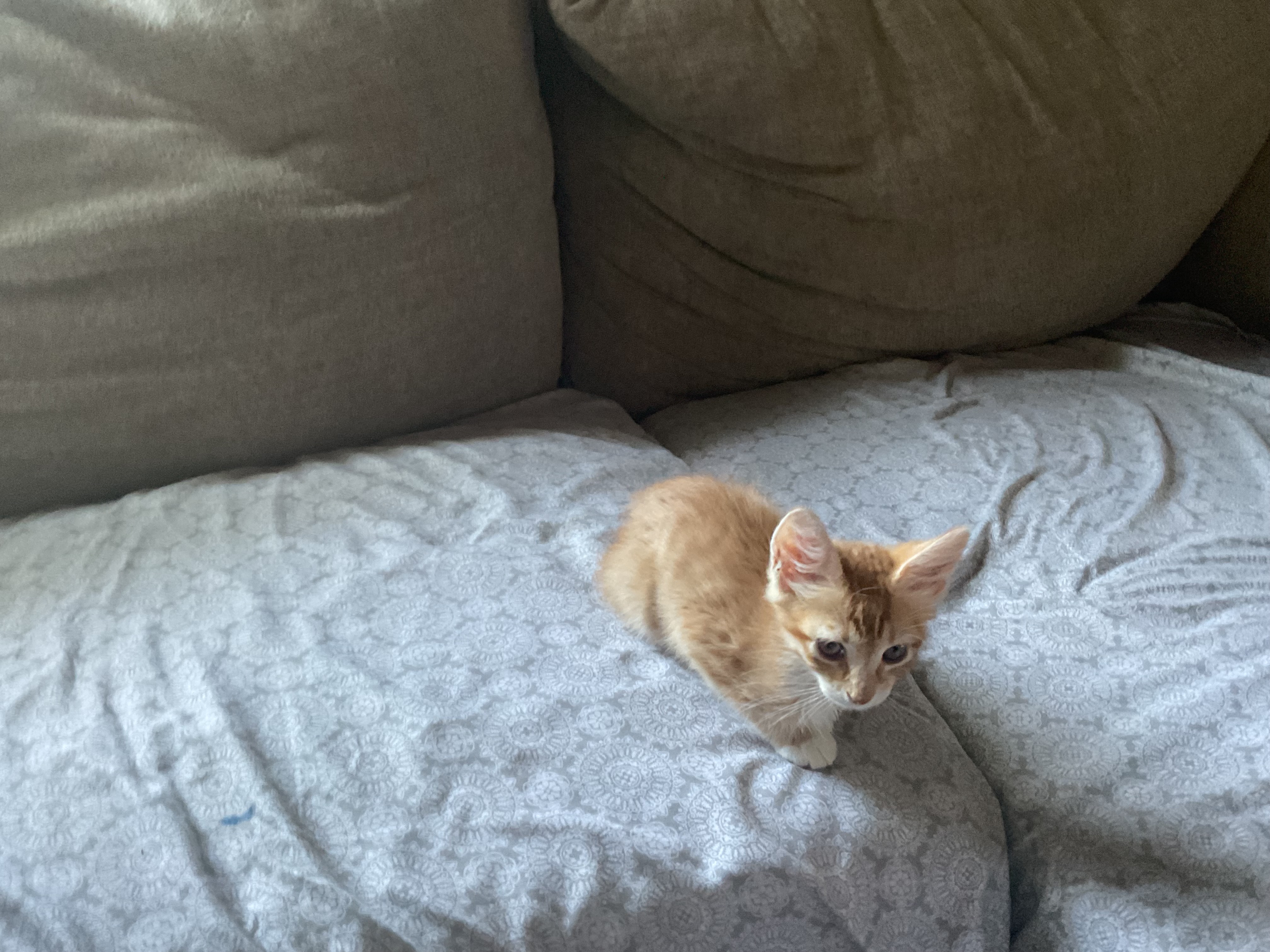 Fundraiser for Desiree Rodino by lisa borst : Help Stevie Beat FIP ...