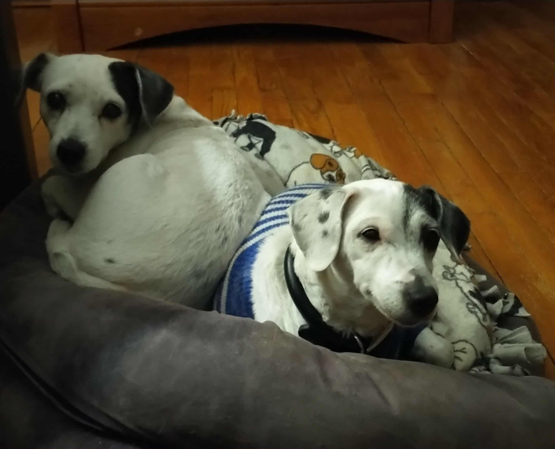 Fundraiser by Meg Hanlon : Help Jackie and Grace Get Medical Care