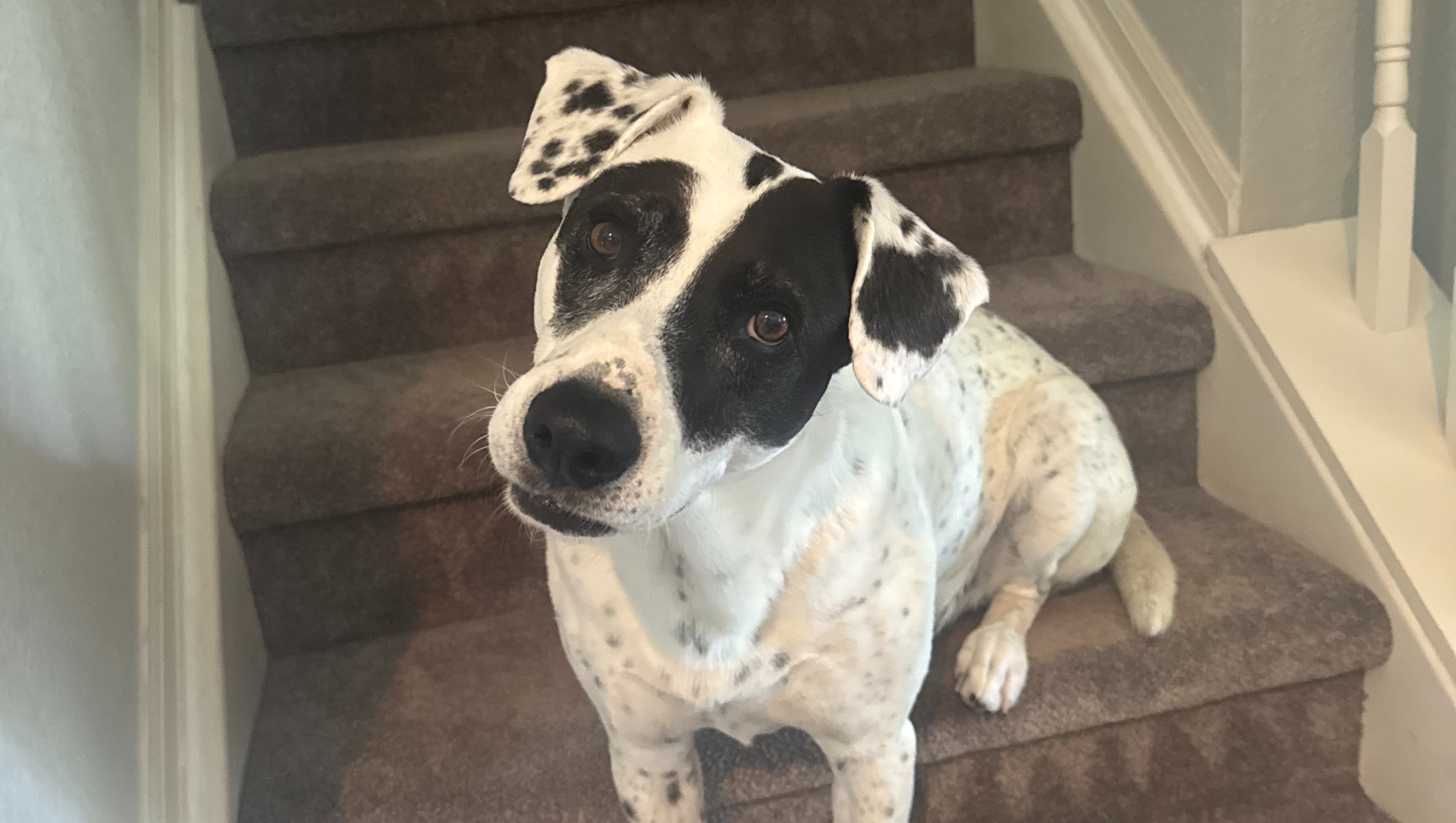 Fundraiser for Tyler Anderson by Emma Bossier : Support Shiner's Spinal ...