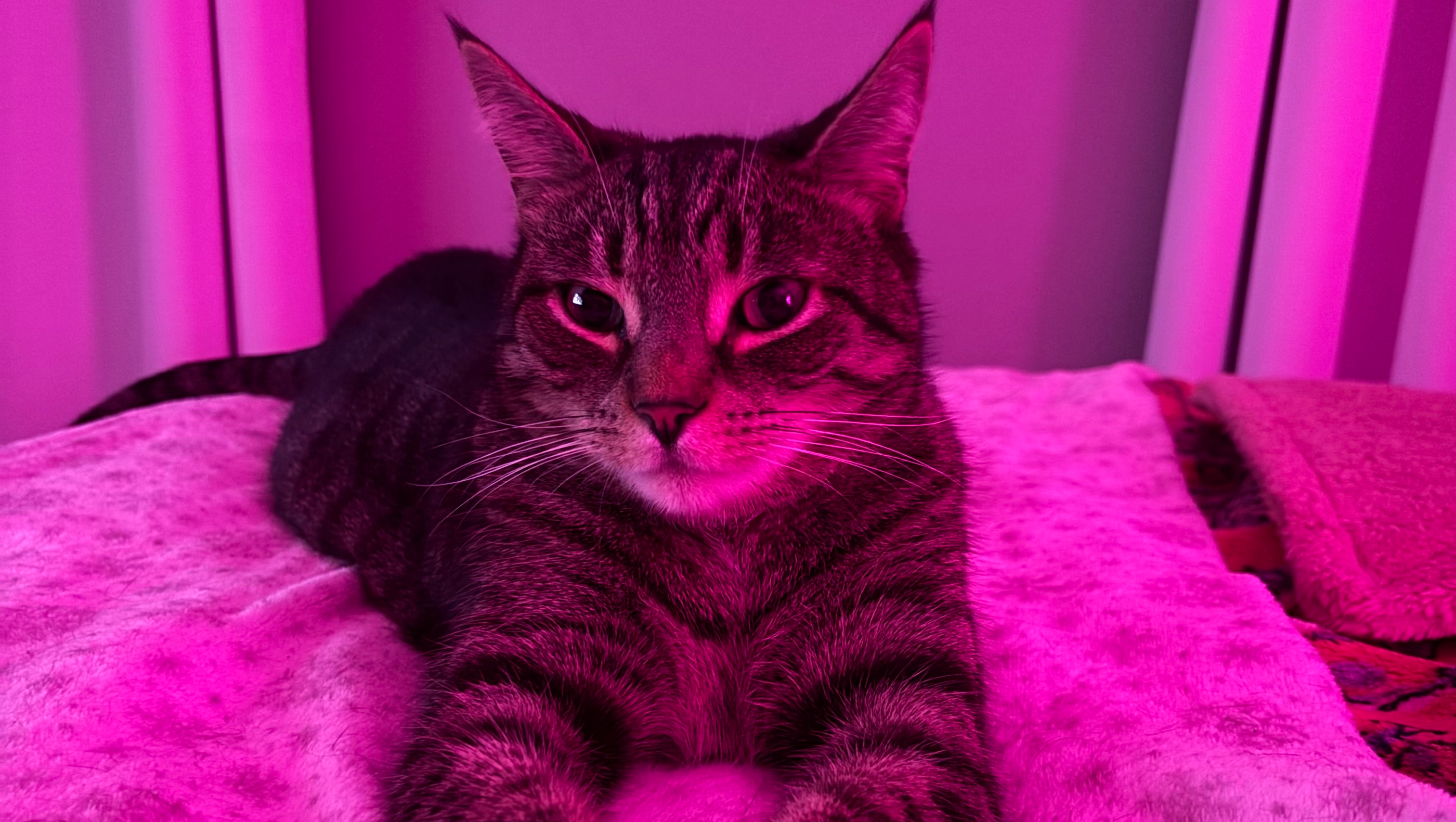 Fundraiser for Kayla Koffer by Sophia Zavecz : Help Save Atlas — Kayla ...
